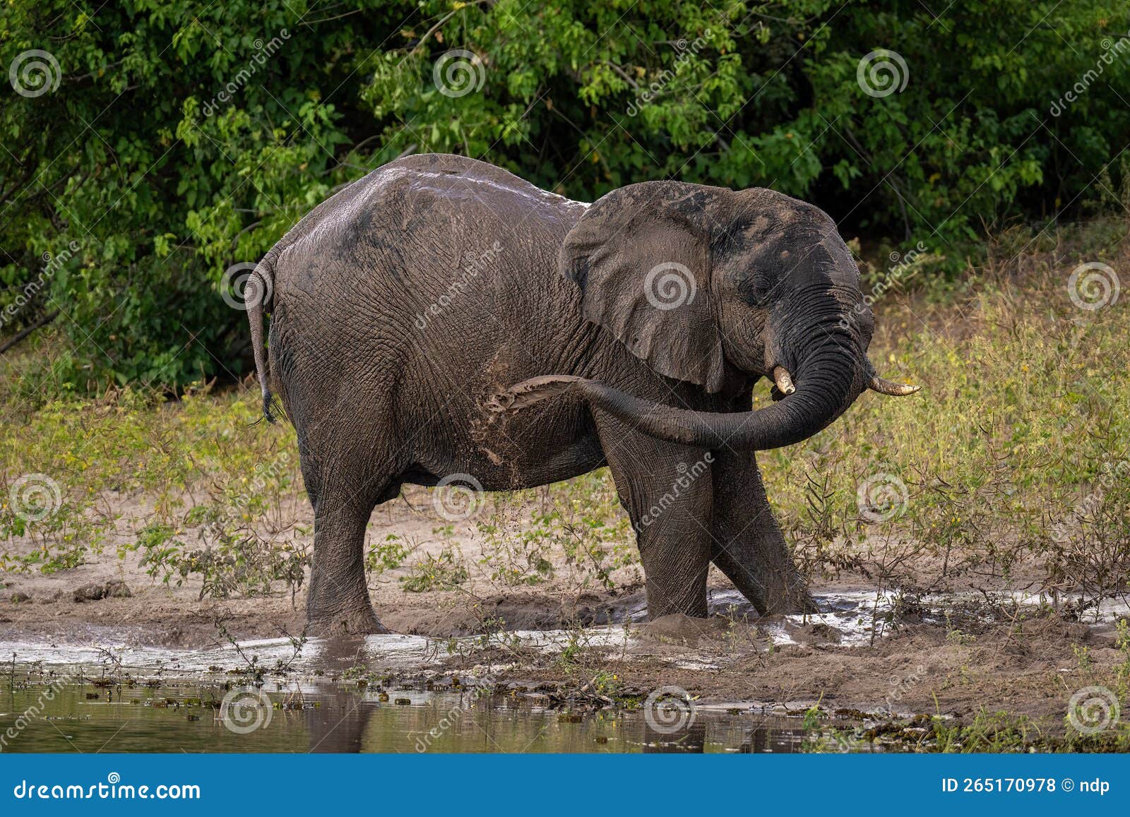 African Elephant Throwing Muddy Water Over Flank Stock Photo - Image of ...