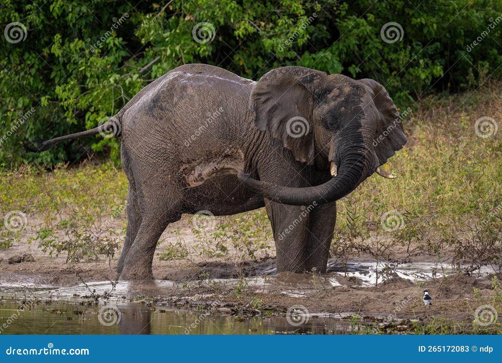 African Elephant Throwing Muddy Water Over Side Stock Image - Image of ...