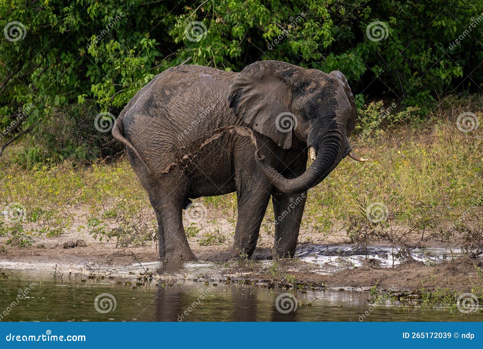 African Elephant Throws Muddy Water Over Flank Stock Image - Image of ...