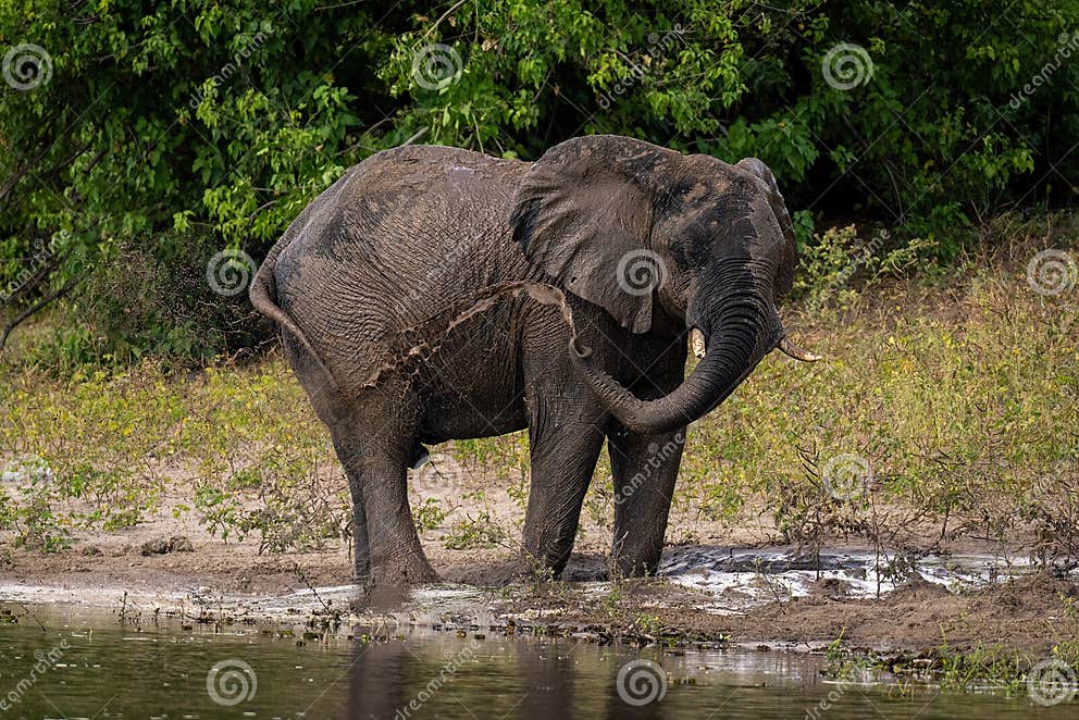 African Elephant Throws Muddy Water Over Flank Stock Image - Image of ...