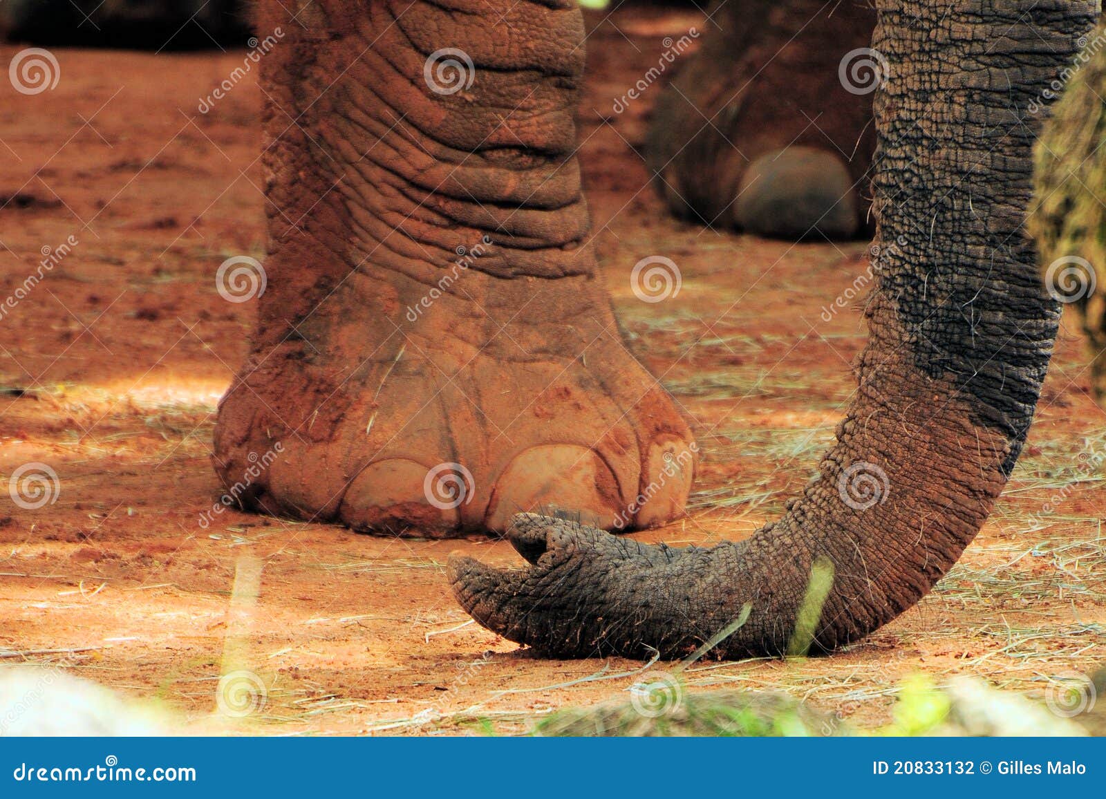 African Elephant Trunk stock photo. Image of tusks, elephants - 20833132