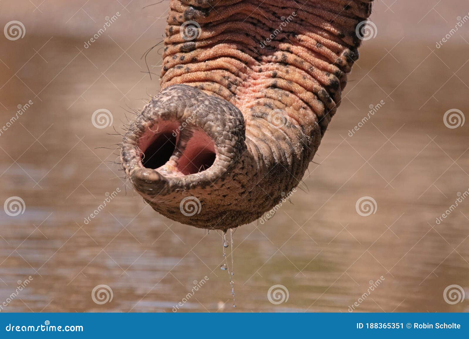 African Elephant Trunk stock image. Image of african - 188365351