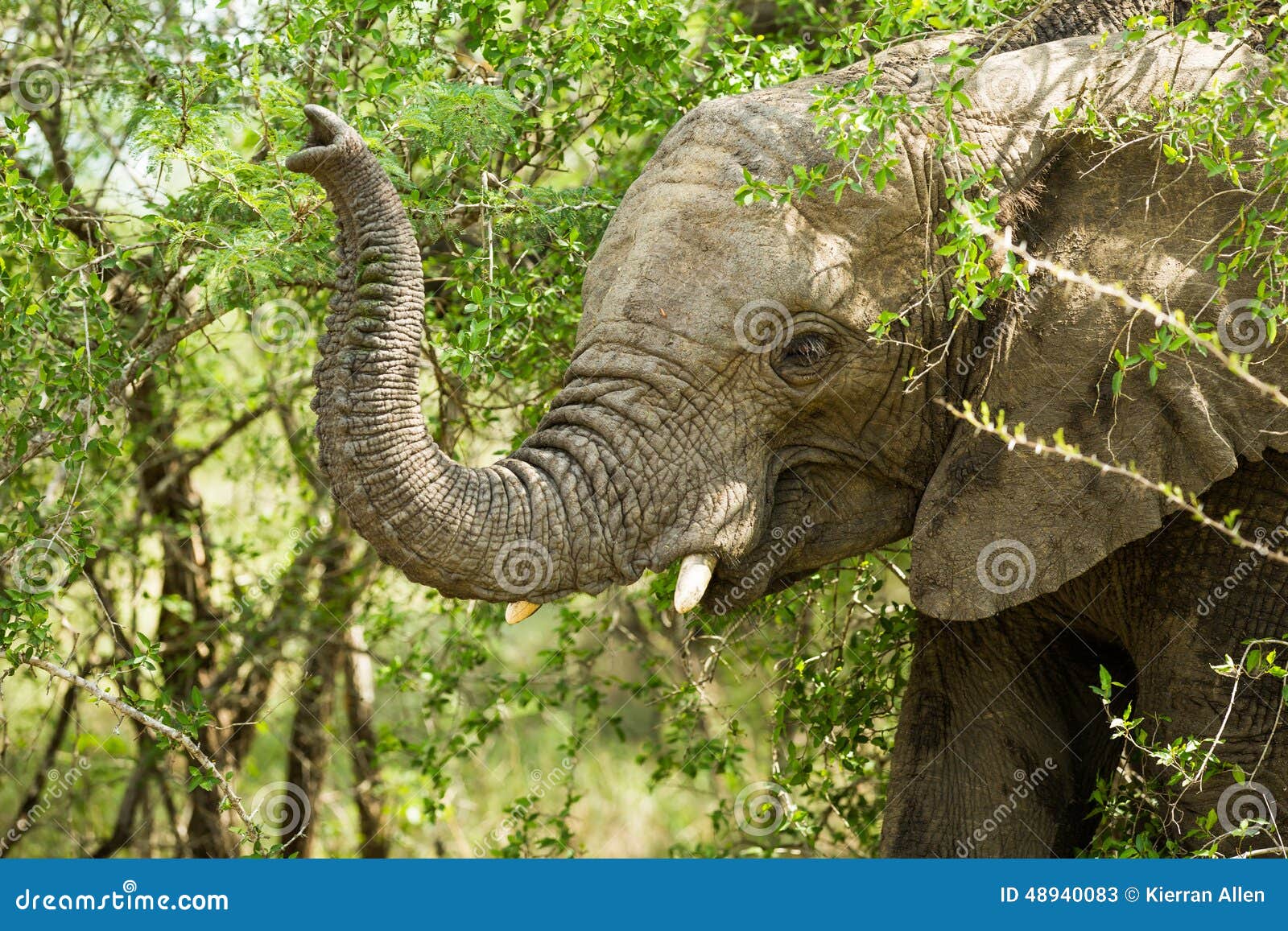 African Elephant Trunk in Trees. Stock Image - Image of making ...