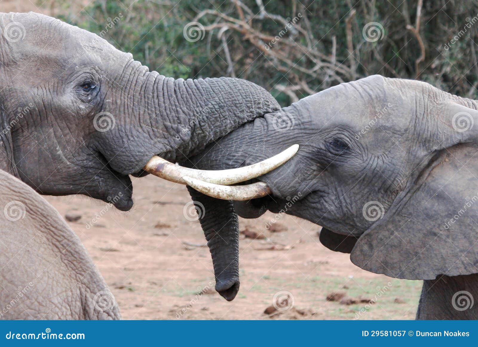 African Elephant Tussle stock image. Image of giant, fight - 29581057