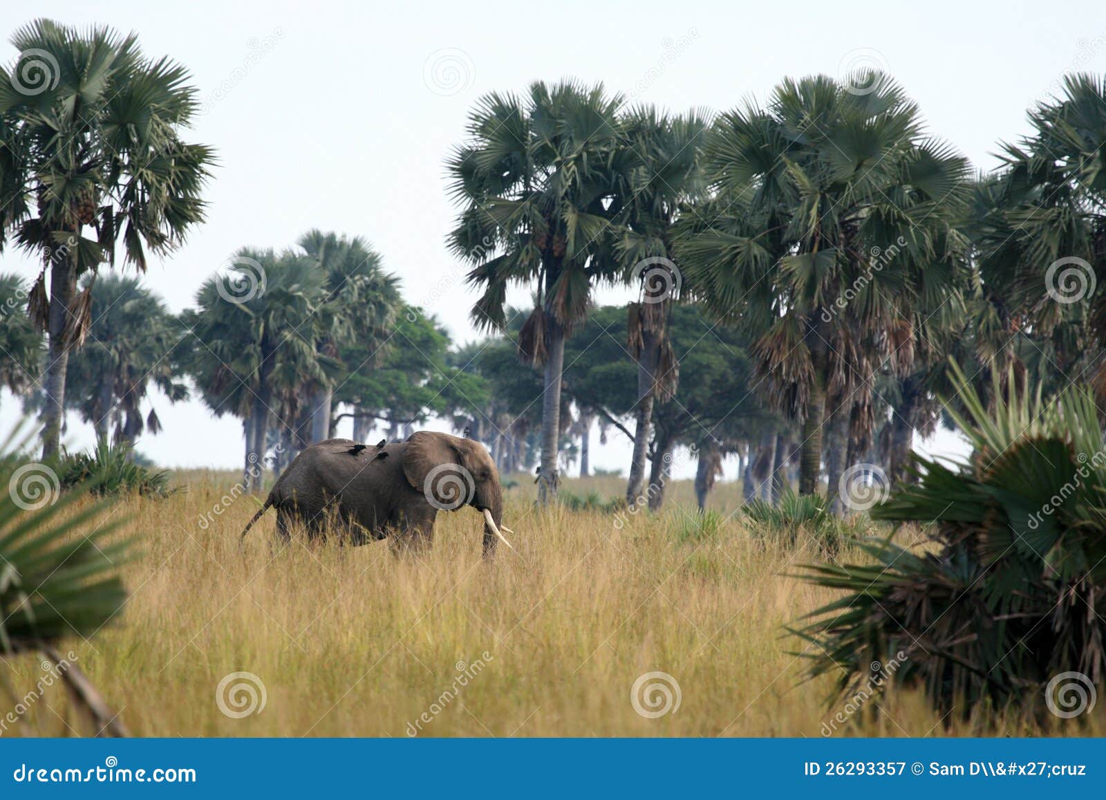 African Elephant, Uganda, Africa Stock Image - Image of mammal, grey ...