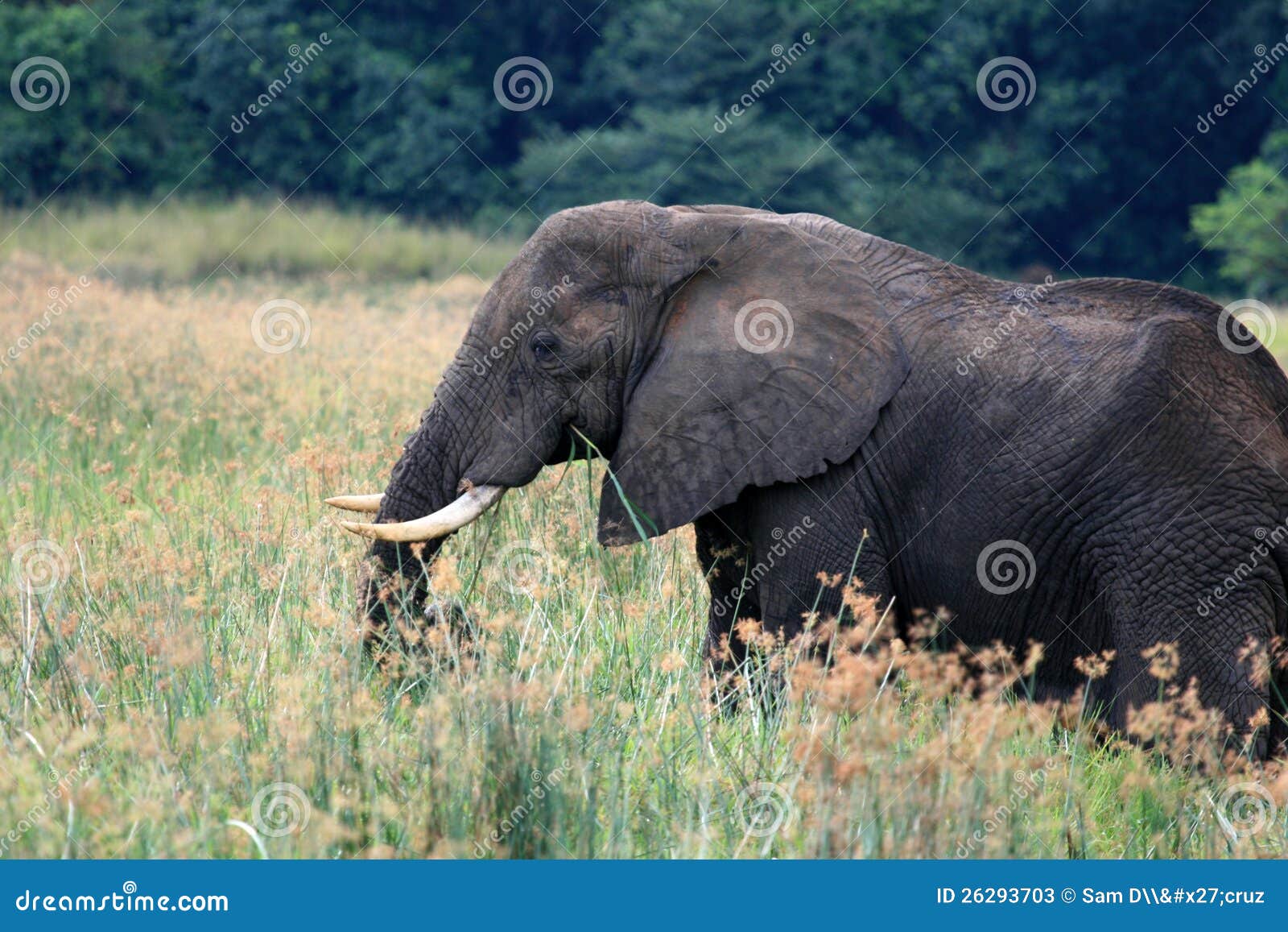 African Elephant, Uganda, Africa Stock Image - Image of grown, adult ...