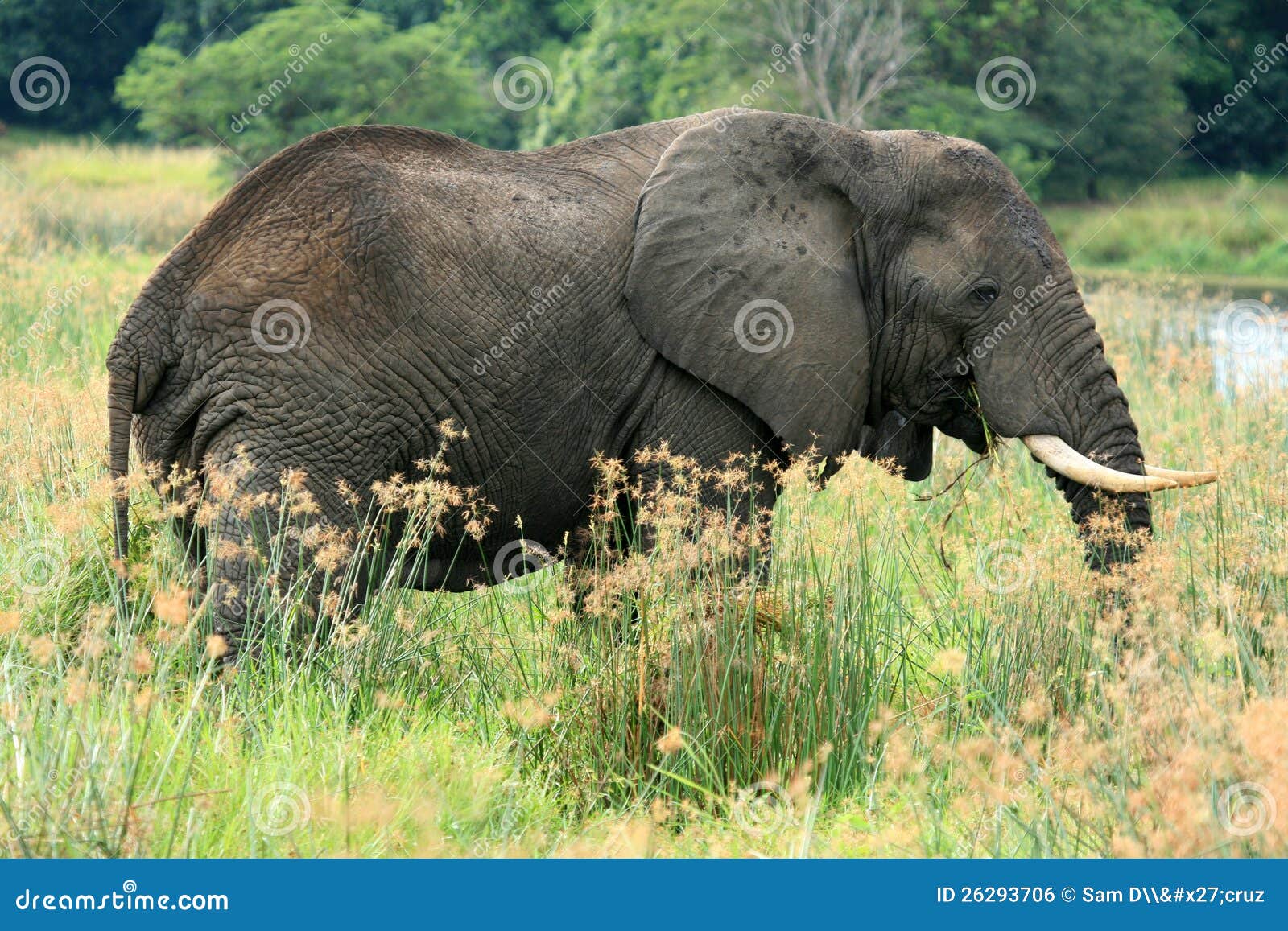 African Elephant, Uganda, Africa Stock Photo - Image of murchison ...