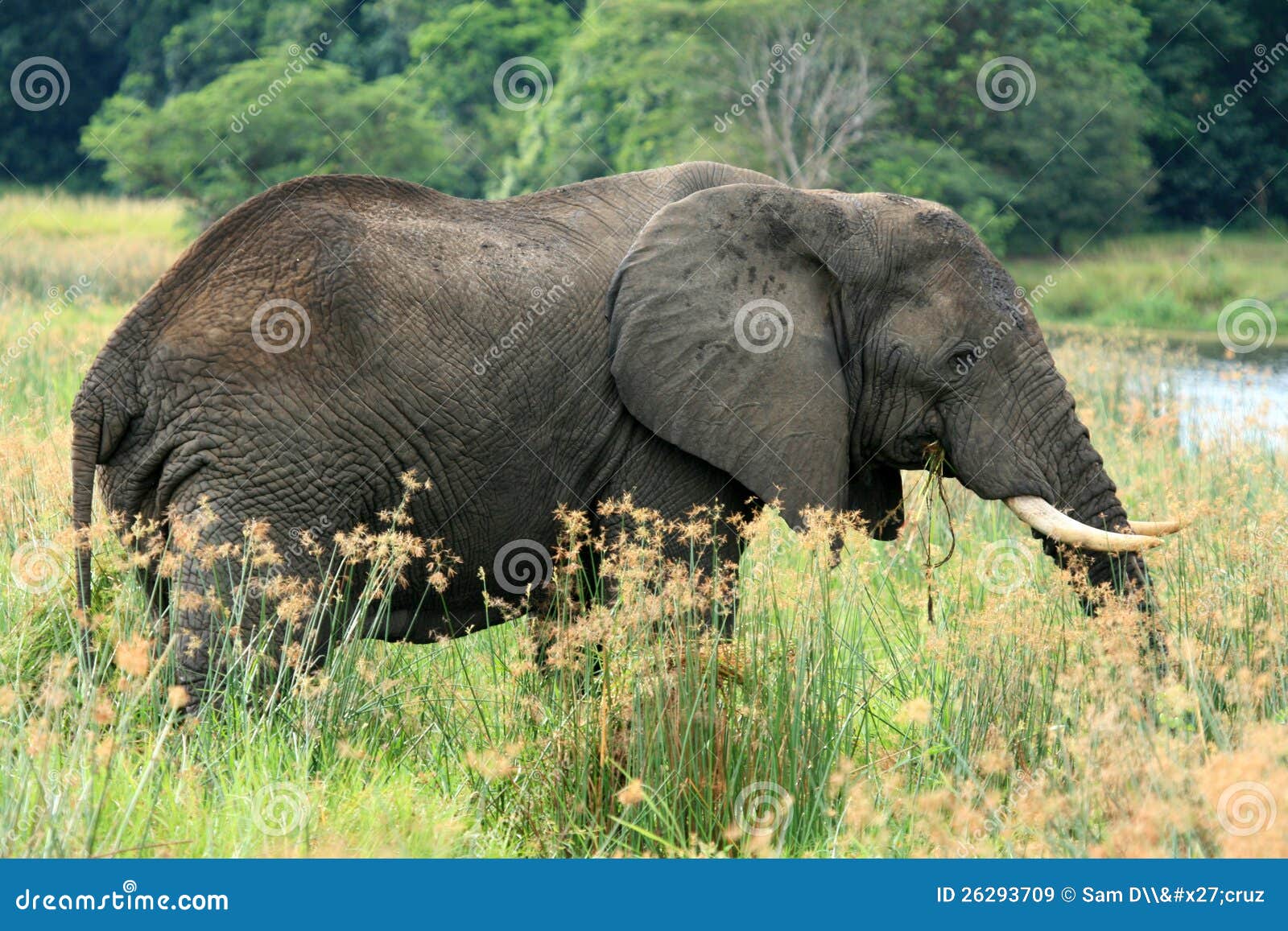 African Elephant, Uganda, Africa Stock Image - Image of herbivore ...