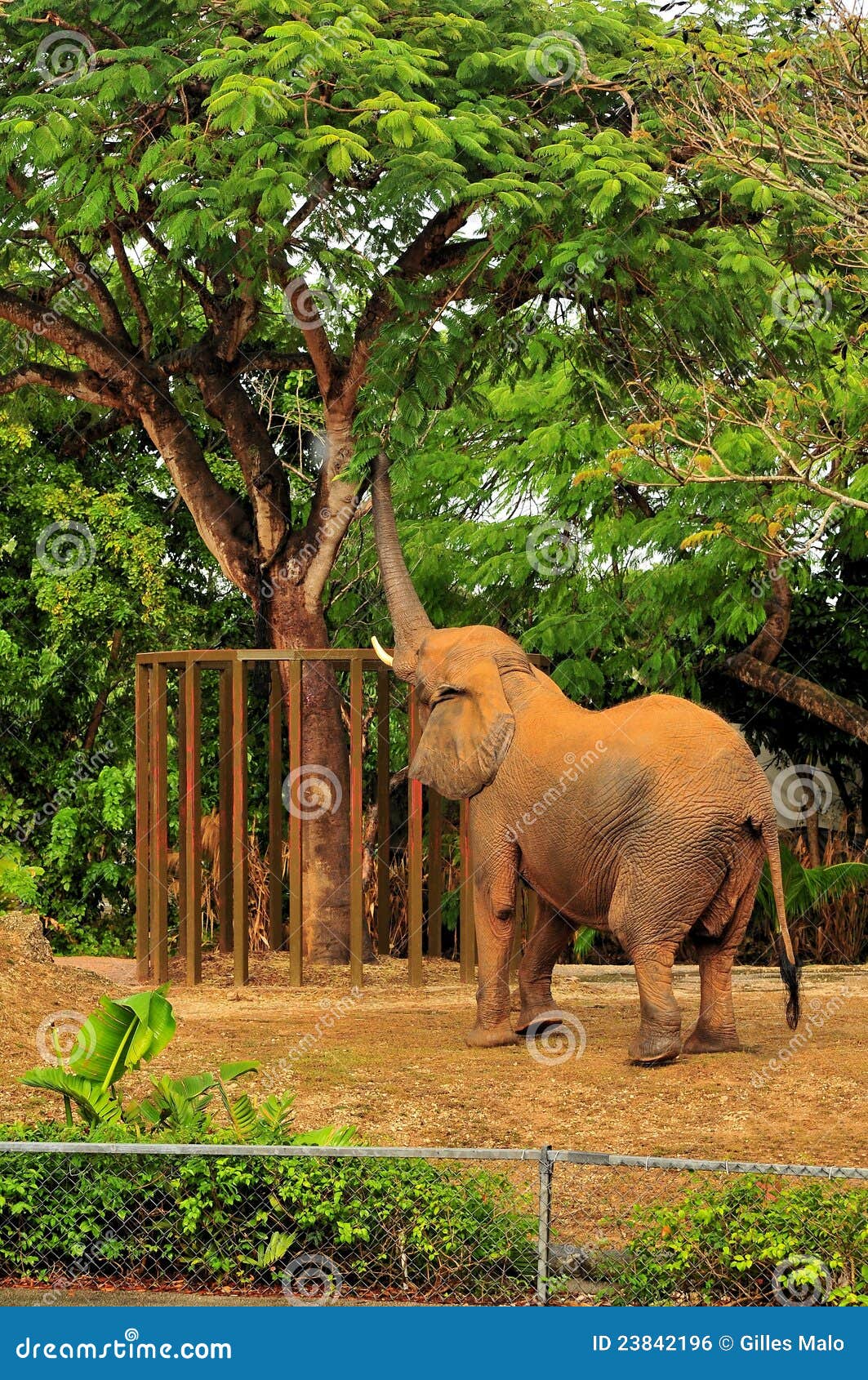 African Elephant (Vertical) Stock Photo - Image of brown, trunk: 23842196