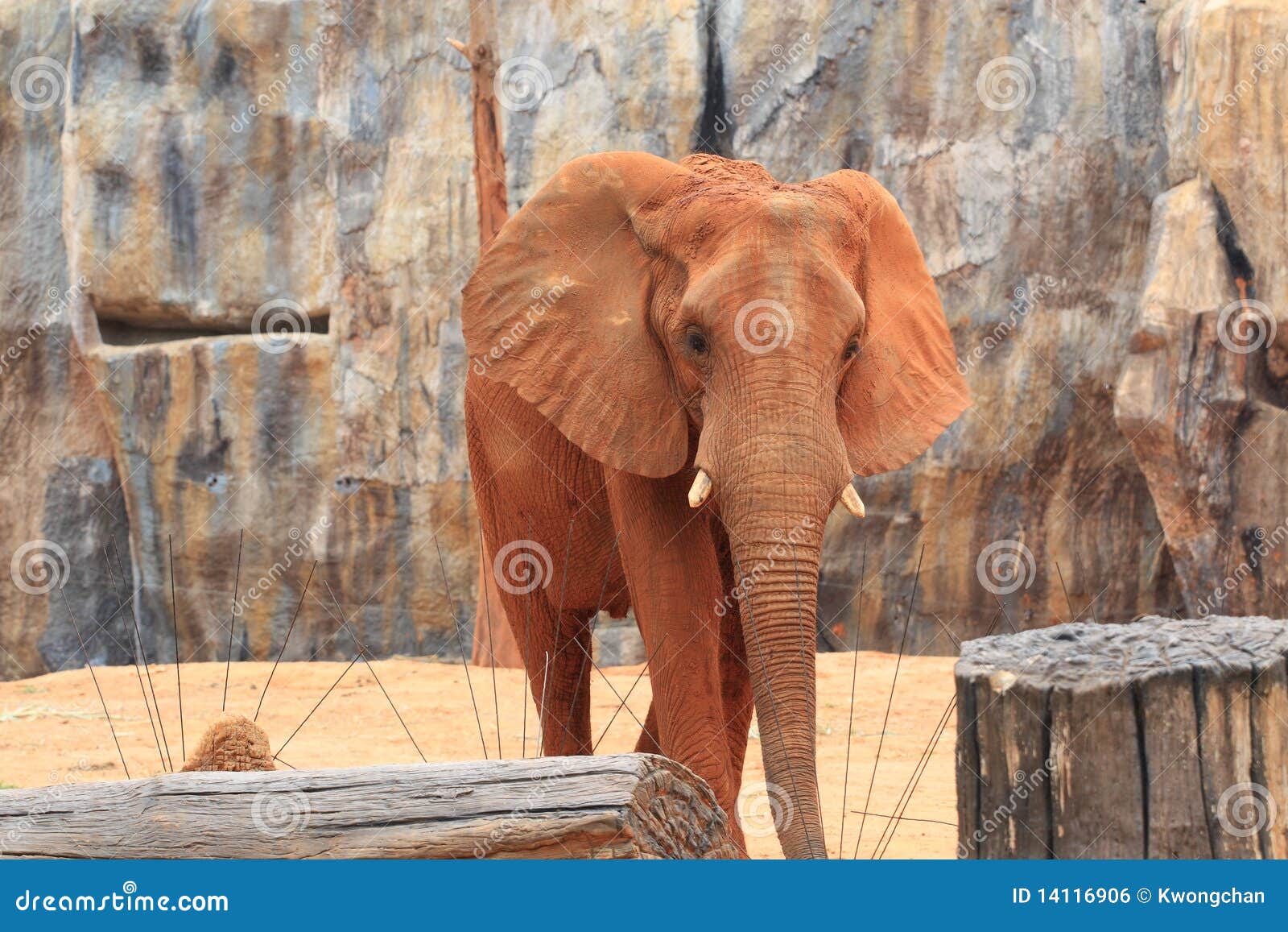 An African Elephant is Walking Stock Photo - Image of safari, african ...