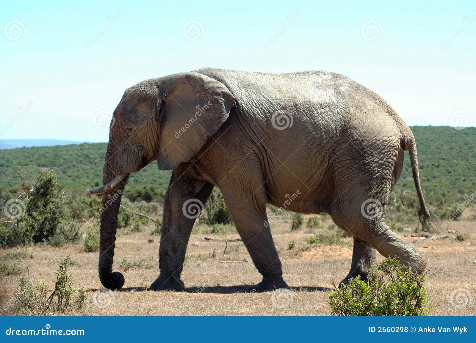 African Elephant Walking stock photo. Image of wildlife - 2660298