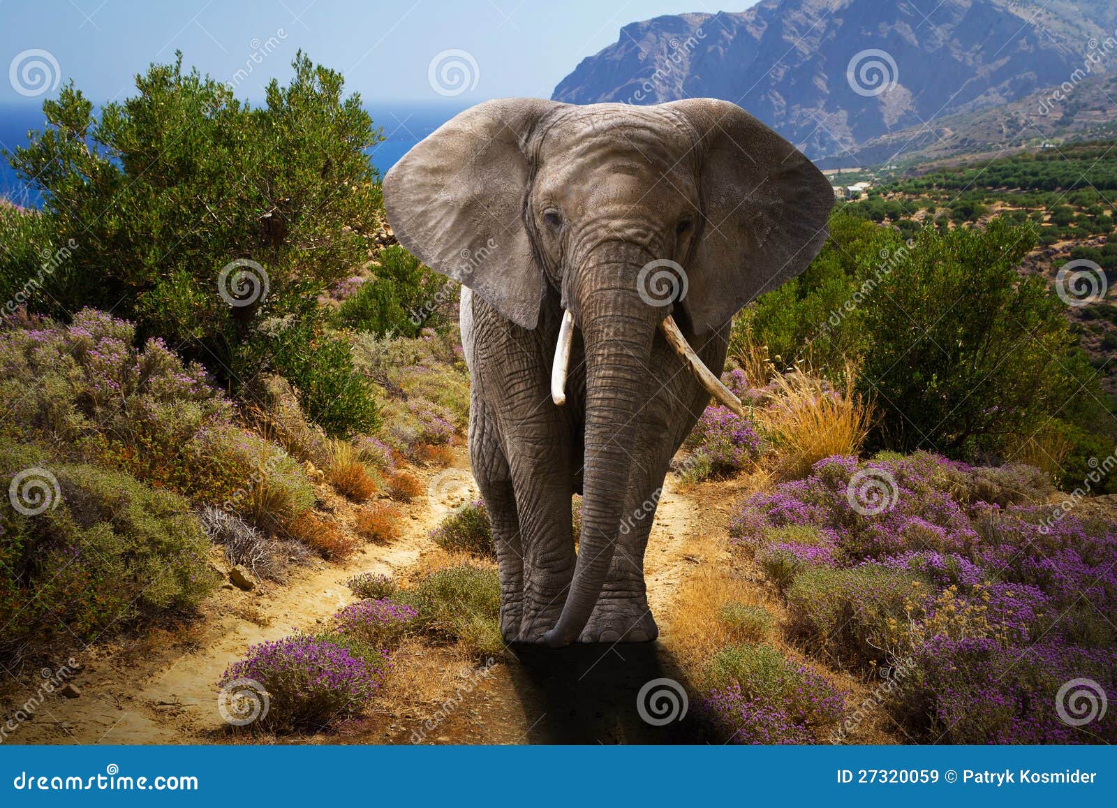 African Elephant Walking in the Bushes Stock Image - Image of elephant ...