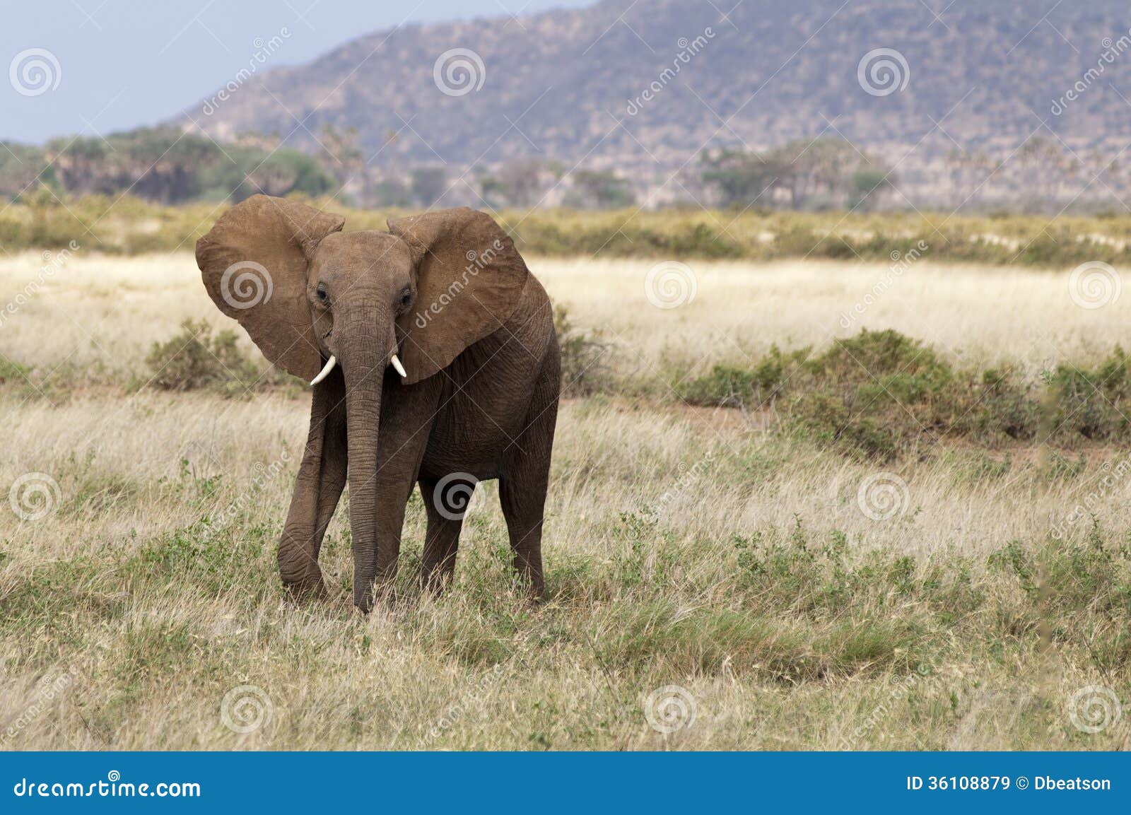 African Scrub Land Stock Photos - Free & Royalty-Free Stock Photos from ...
