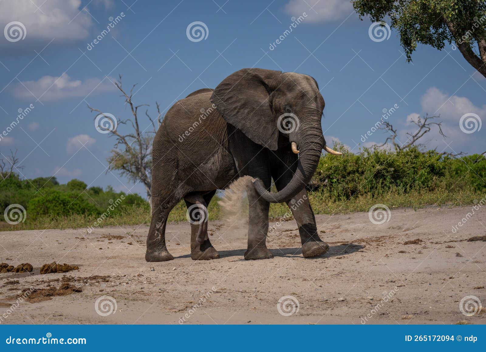 African Elephant Walks Throwing Sand Over Itself Stock Photo - Image of ...