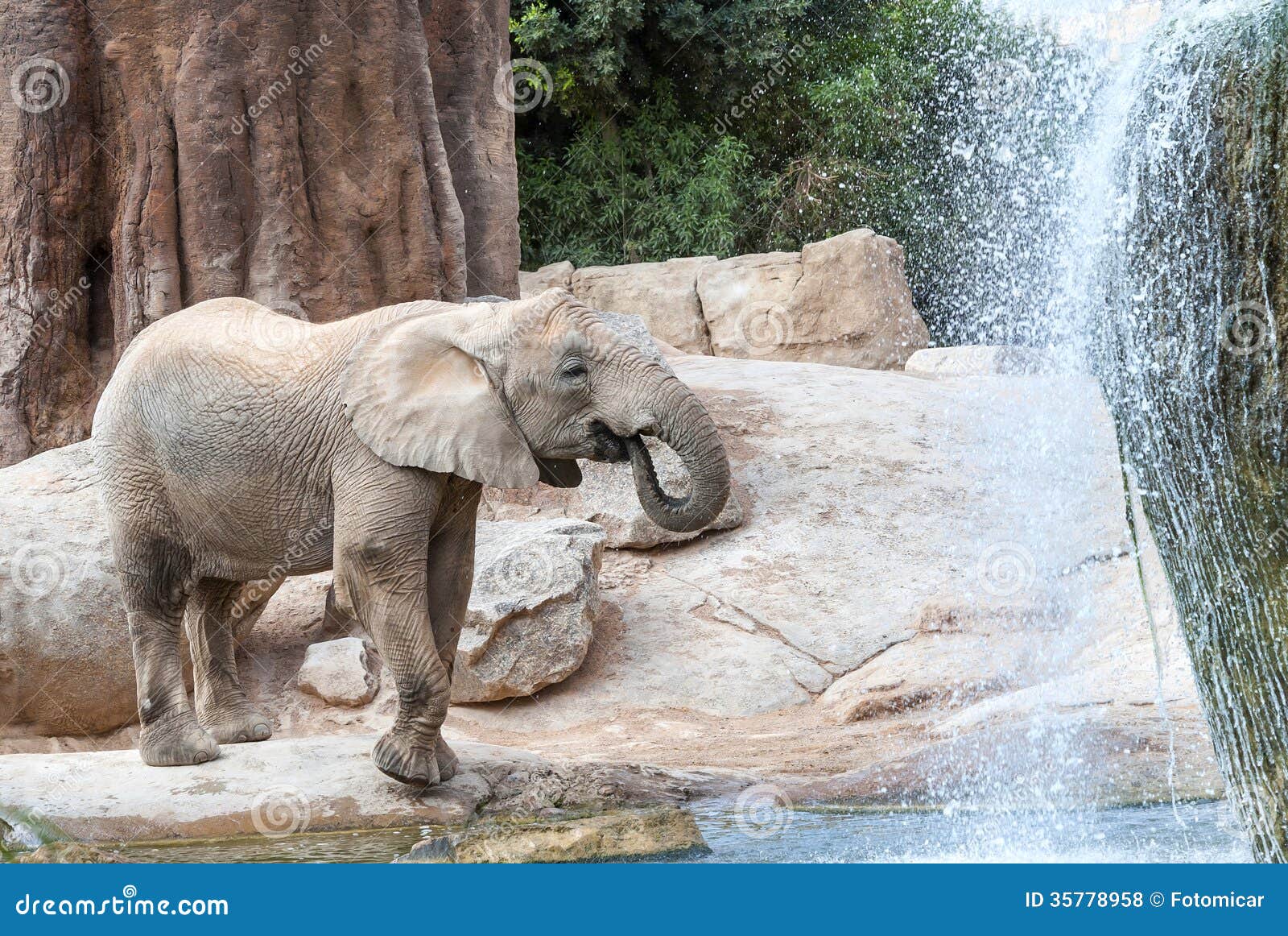 African Elephant Washing stock photo. Image of tusks - 35778958