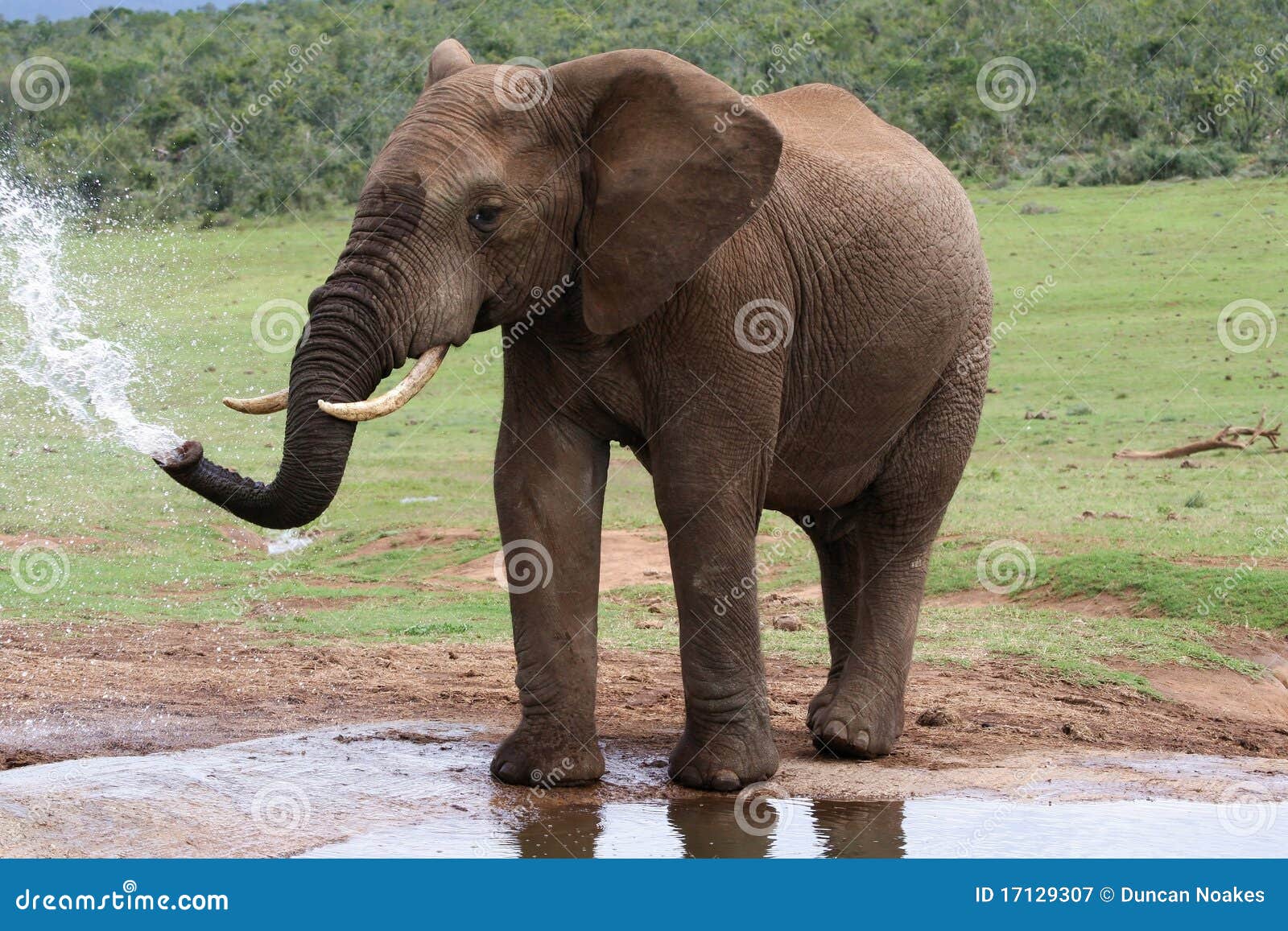 African Elephant at Water stock image. Image of loxodonta - 17129307