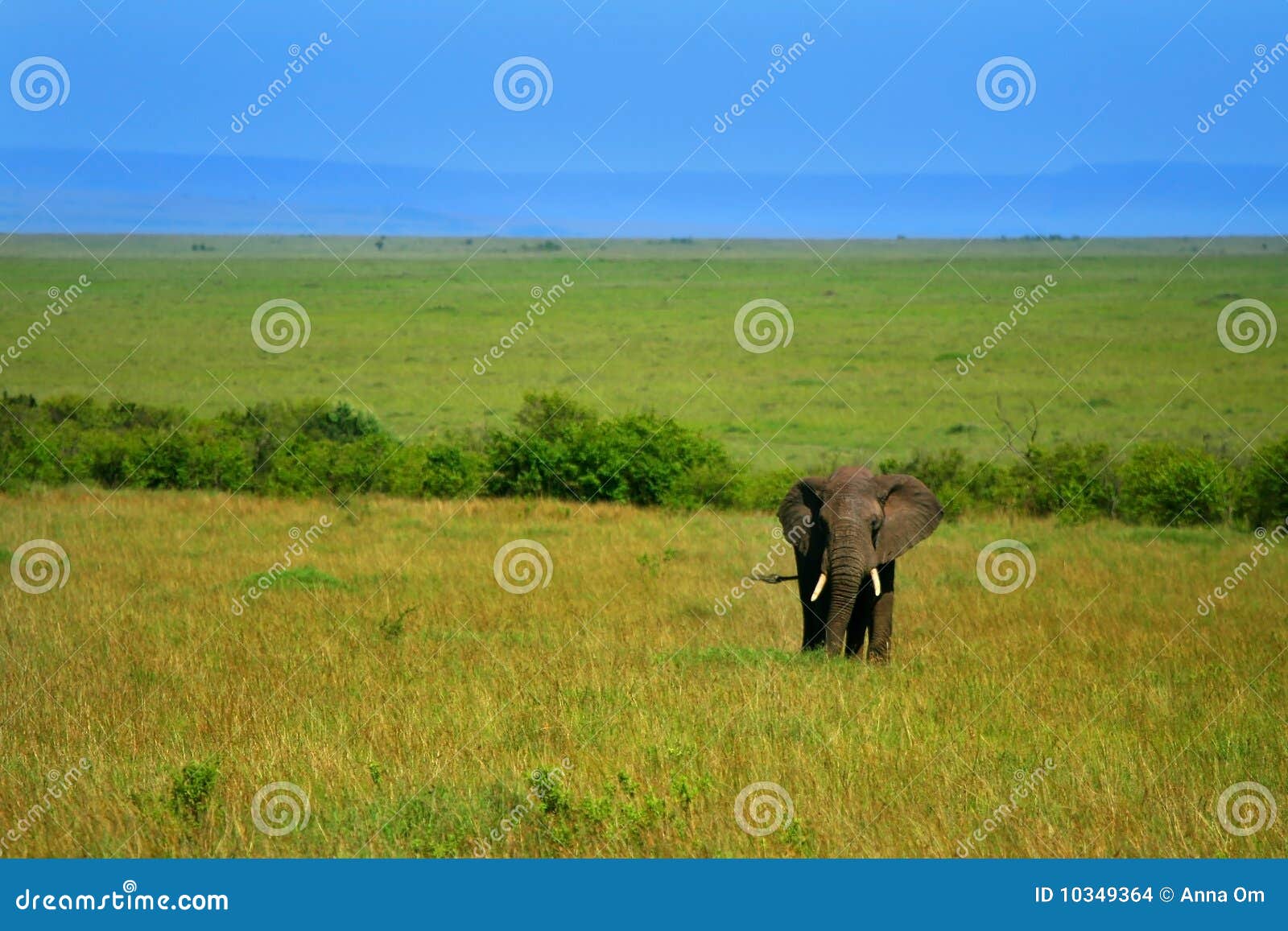 African Elephant in the Wild Stock Photo - Image of park, savannah ...