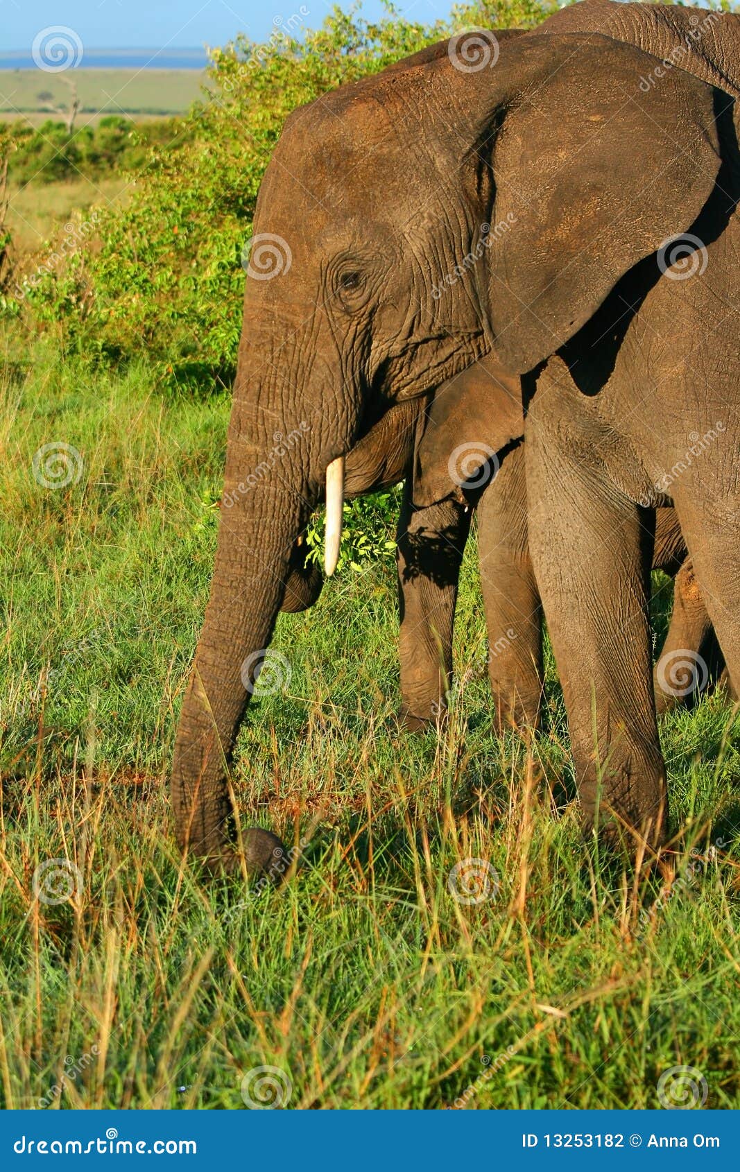 African Elephant in the Wild Stock Photo - Image of elephant, south ...