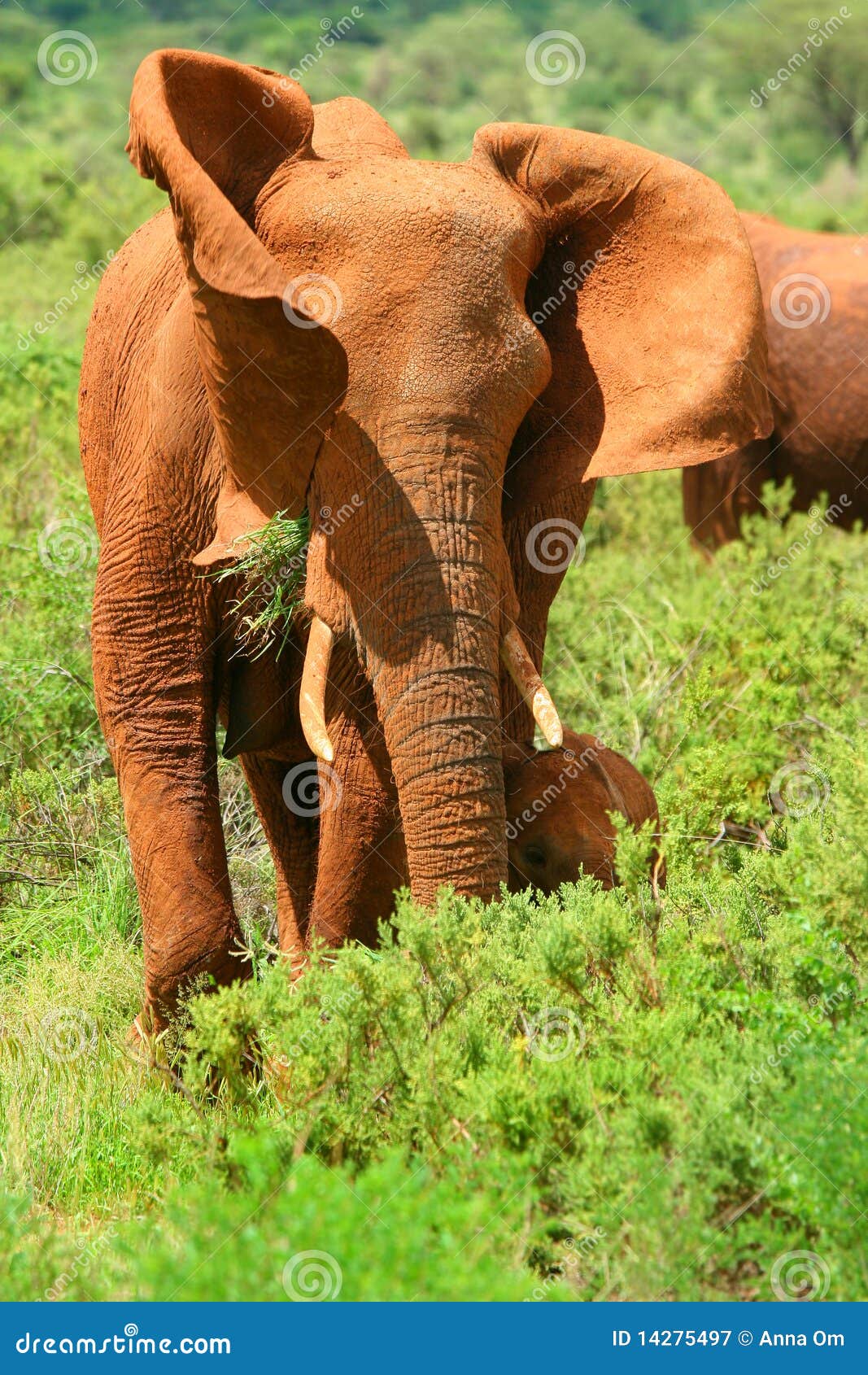 African Elephant in the Wild Stock Image - Image of outdoor ...