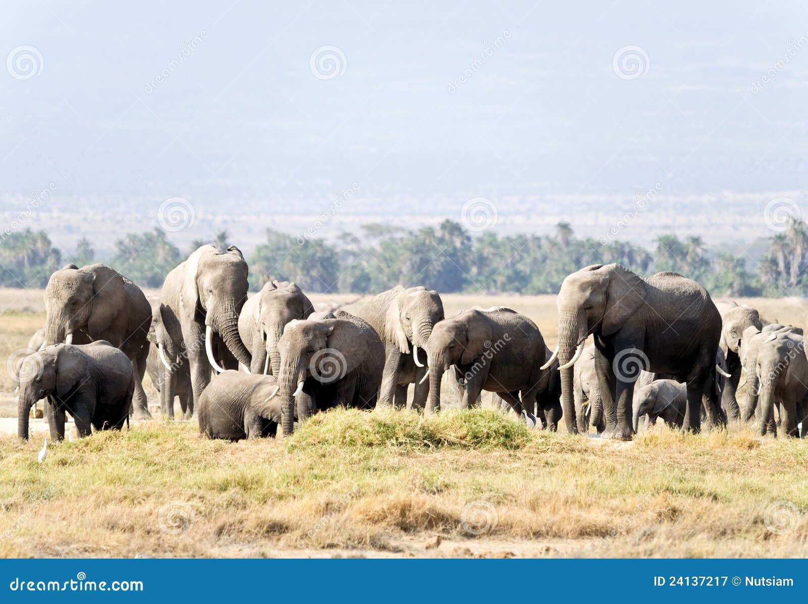 African Elephant in the Wild Stock Image - Image of elephant, forest ...