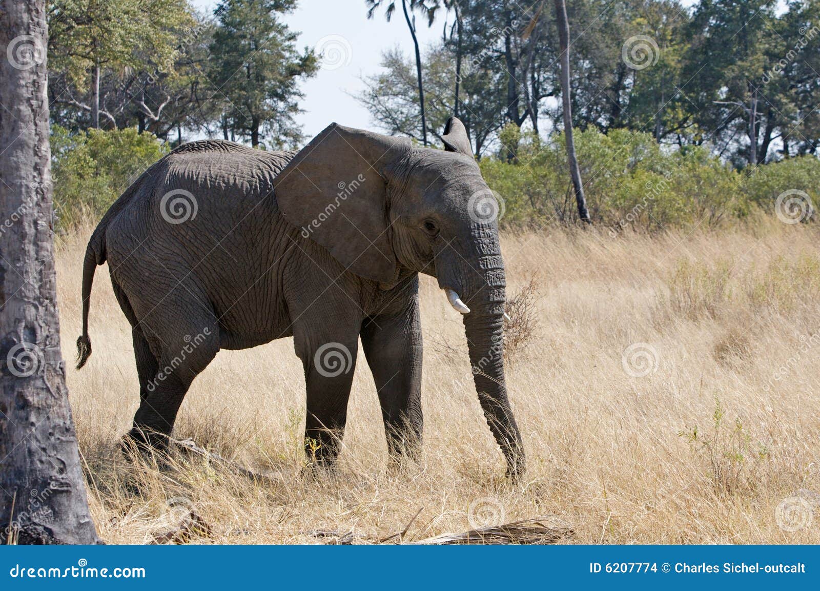 African Elephant in the Wild Stock Photo - Image of woods, elephant ...