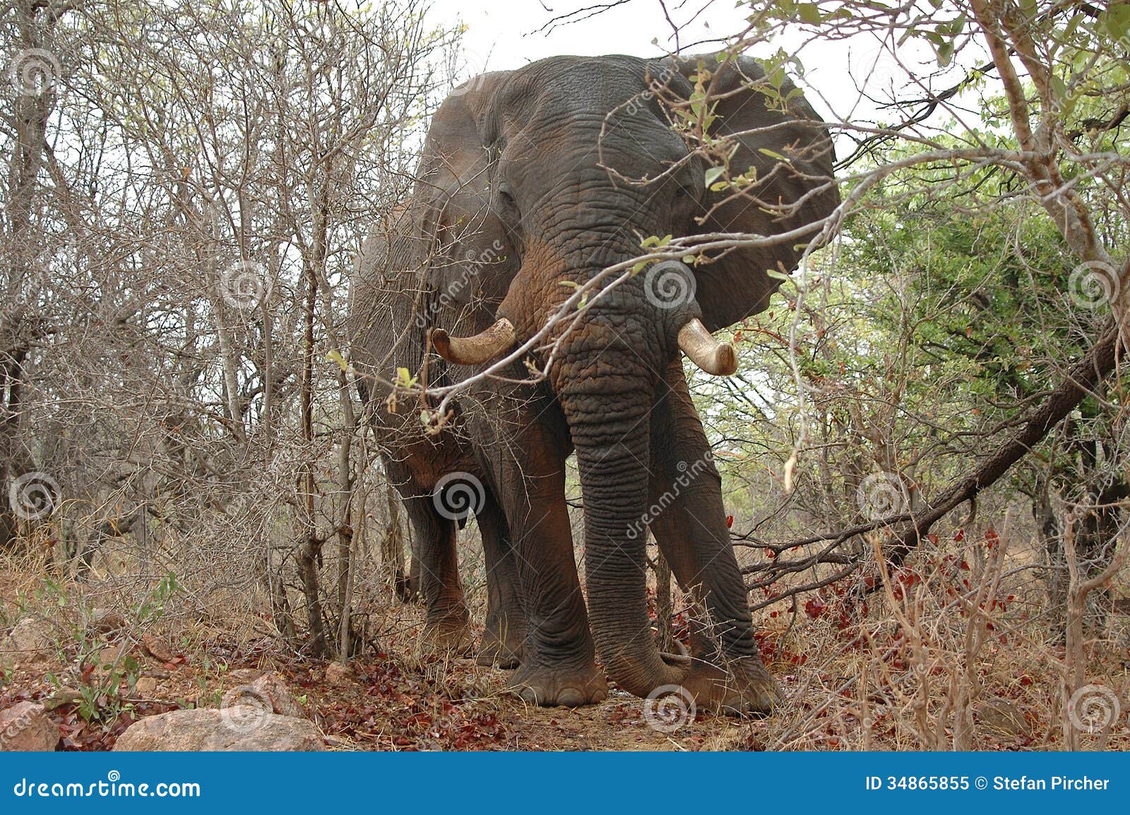 African elephant stock image. Image of ears, heritage - 34865855