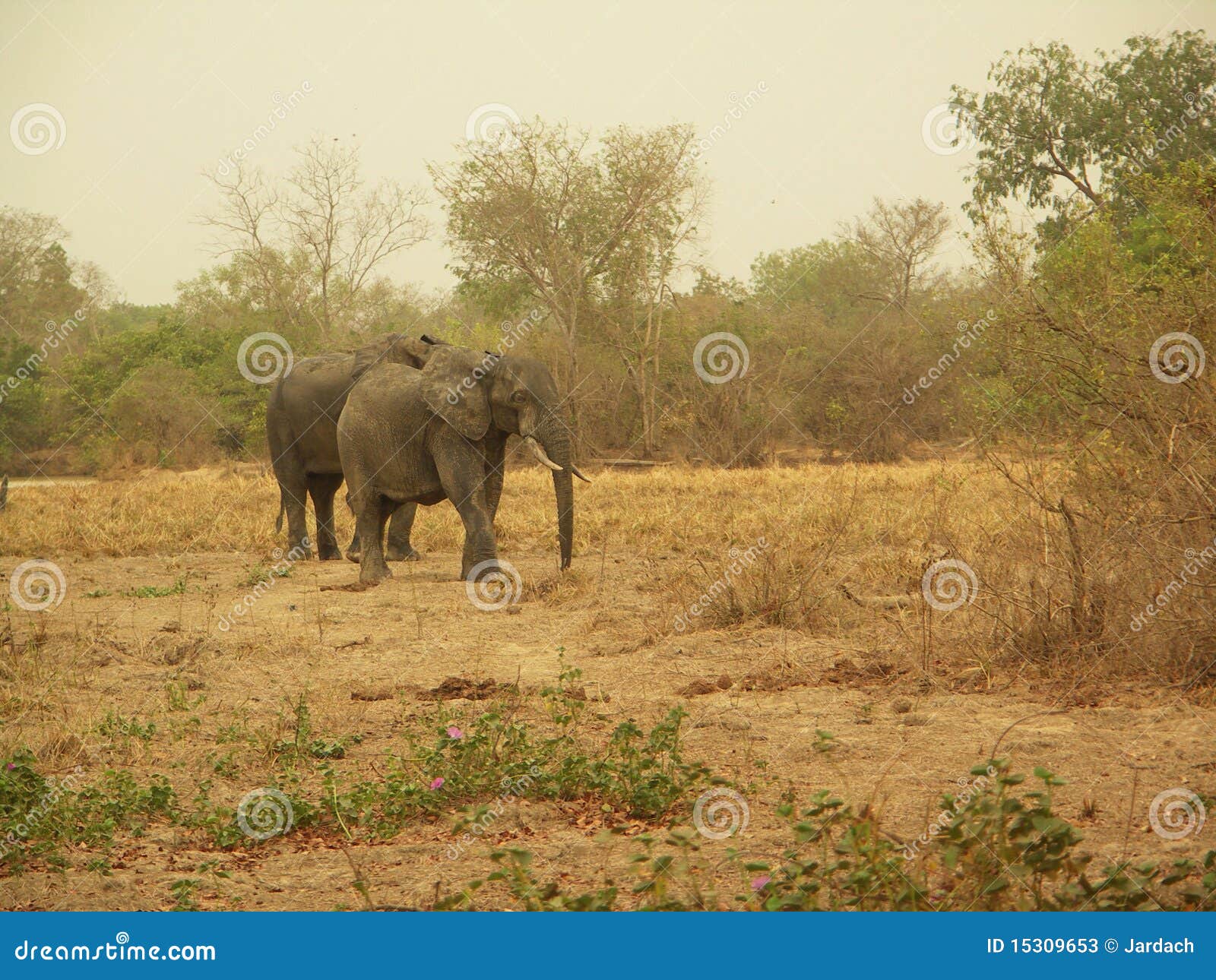 731 Single African Elephants Stock Photos - Free & Royalty-Free Stock ...