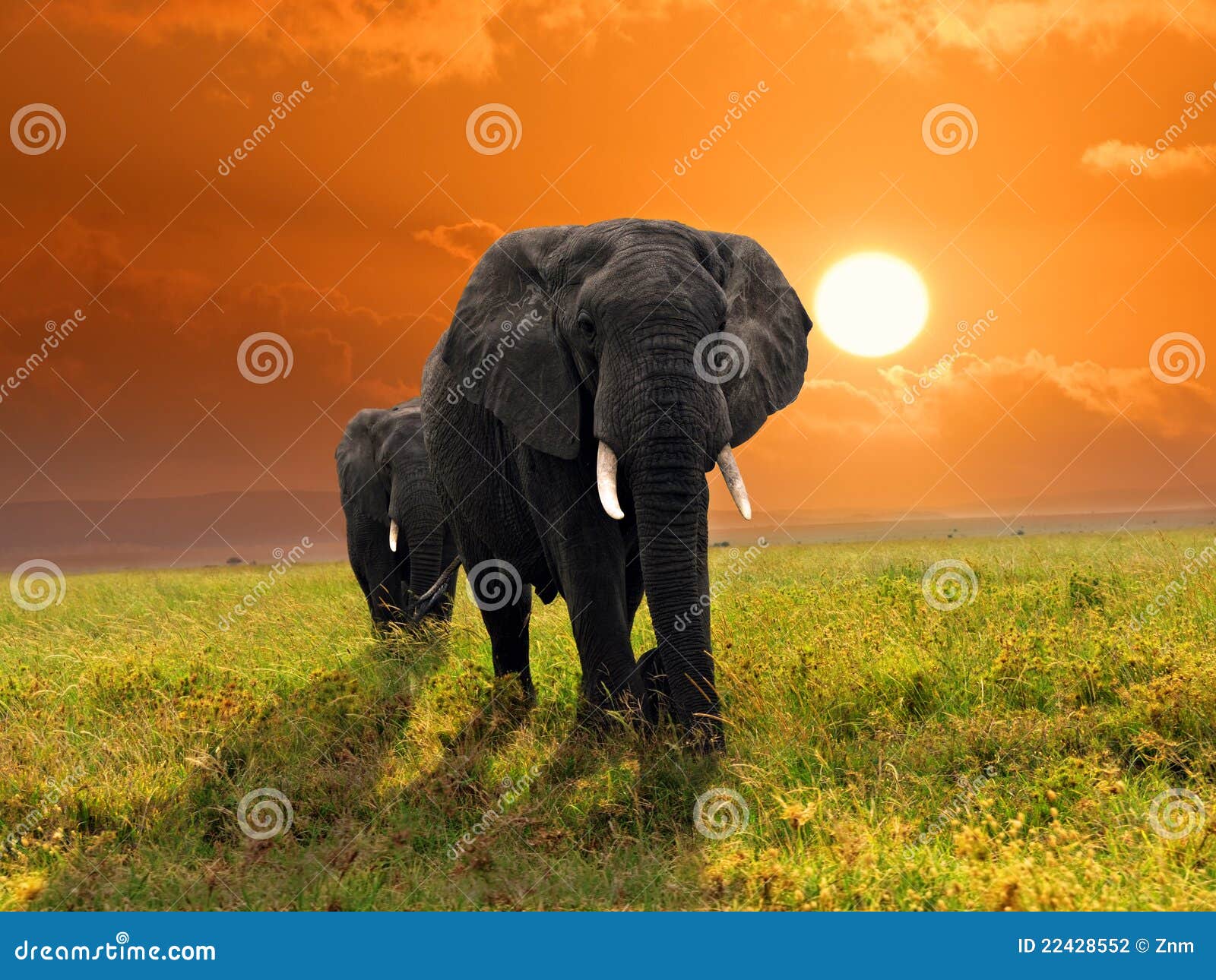 African elephants stock photo. Image of sunset, savannah - 22428552