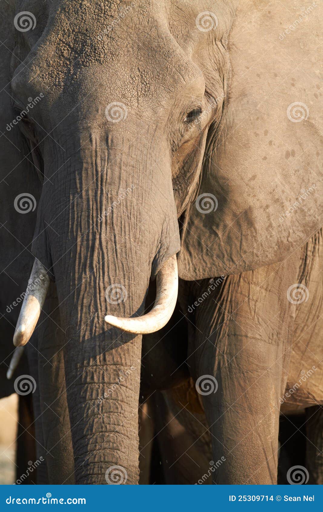 African Elephants stock photo. Image of face, sunset - 25309714