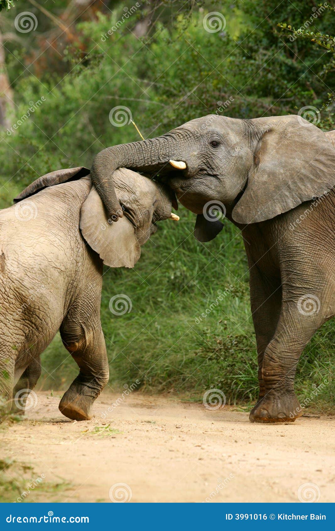 African Elephants Picture. Image: 3991016