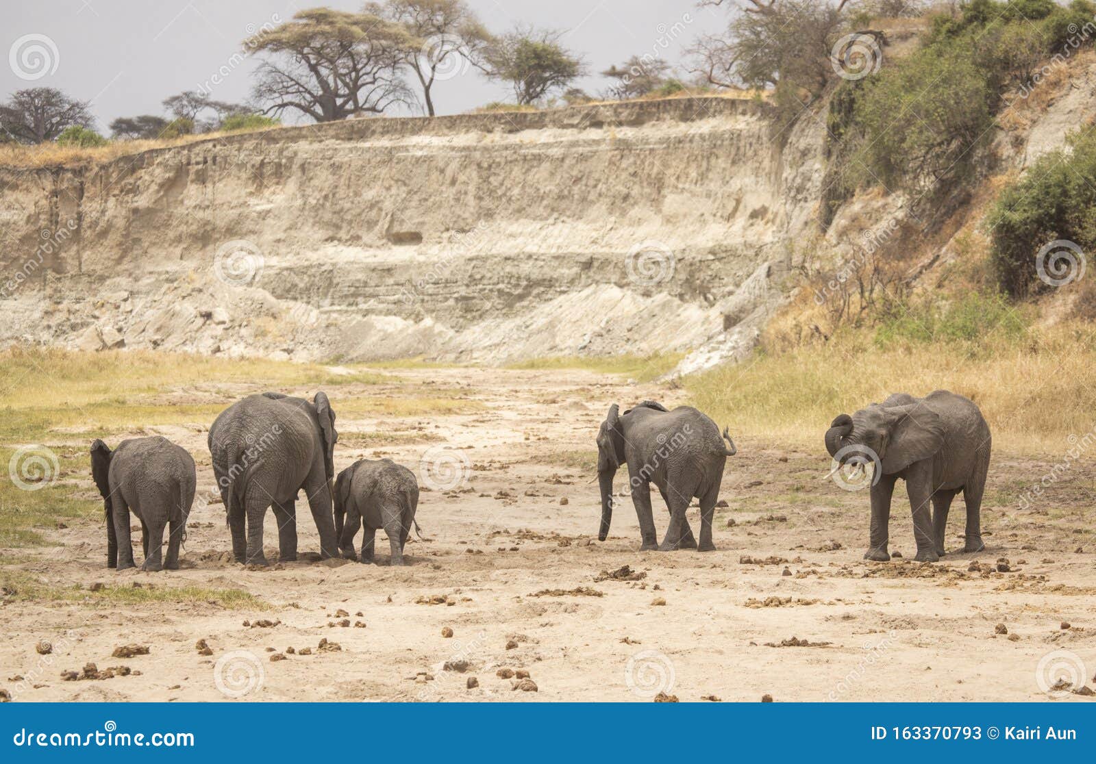 African Elephants Ar a Underground River Looking for Water Stock Image ...