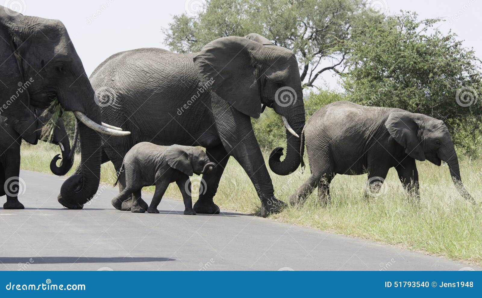 African Elephants Crossing a Road Stock Photo - Image of southafrica ...