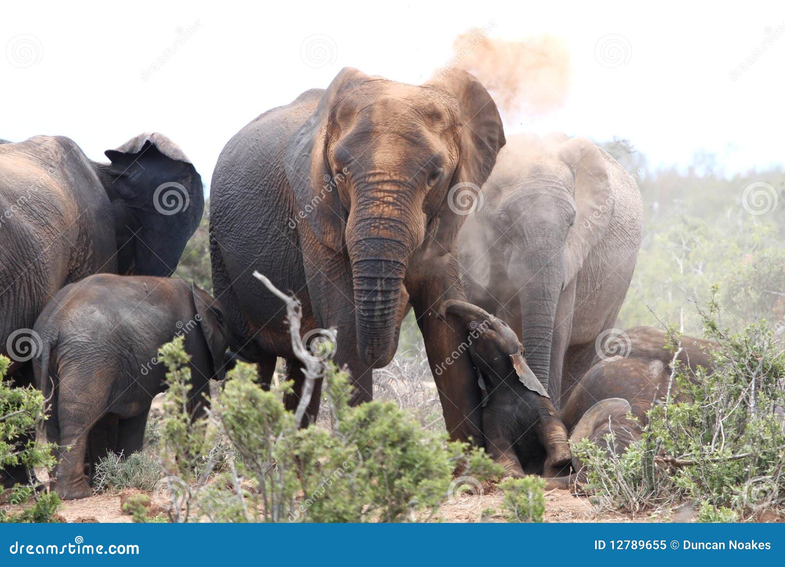 African Elephants Dusting stock image. Image of dirty - 12789655