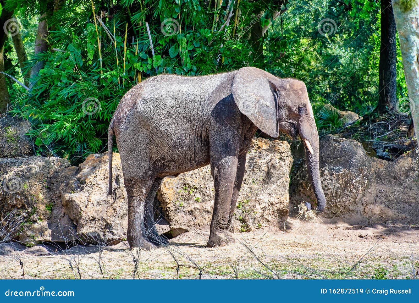 African Elephants Eating Hay Stock Image - Image of environment, ivory ...