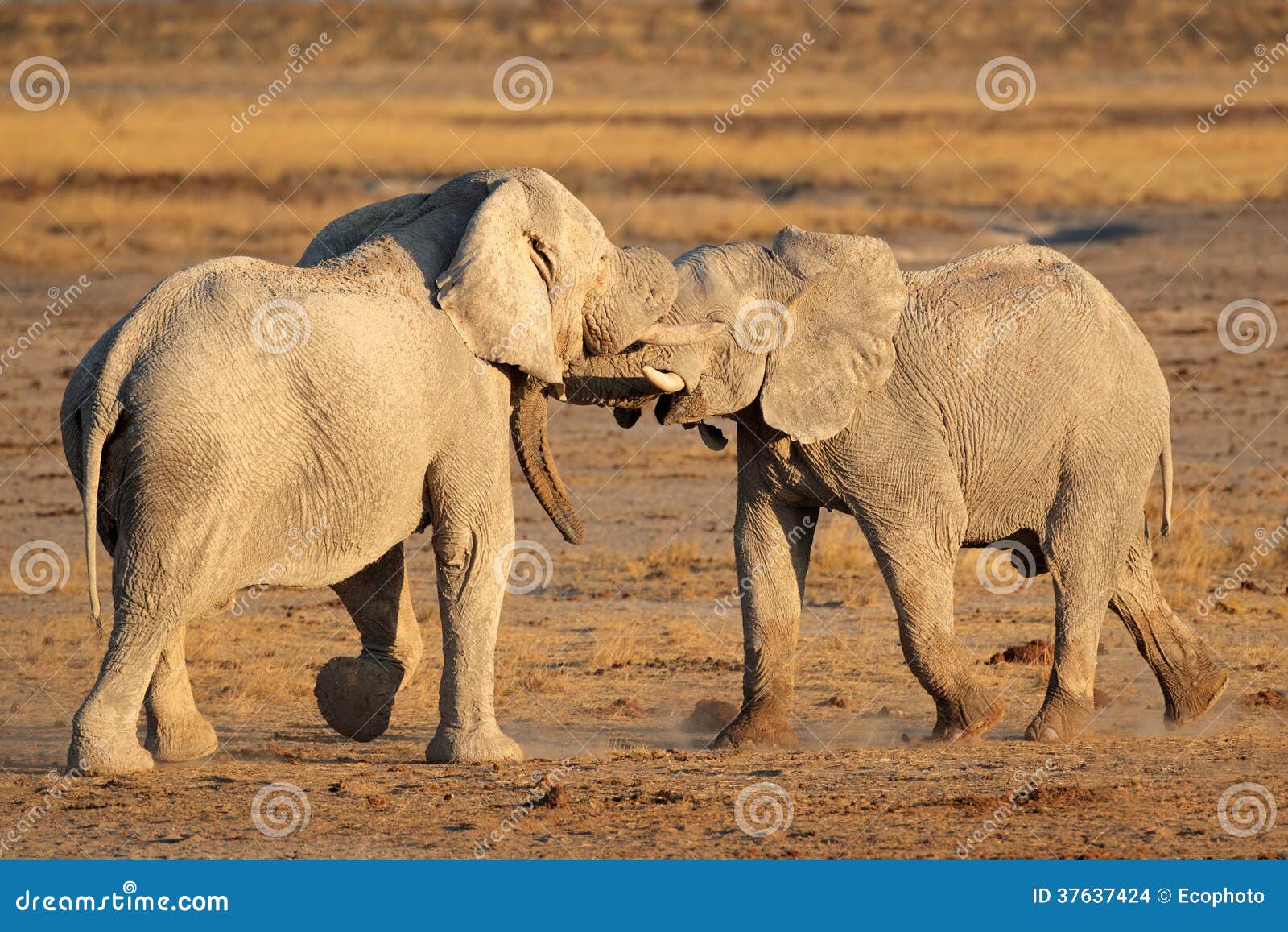 African elephants fighting stock photo. Image of african - 37637424