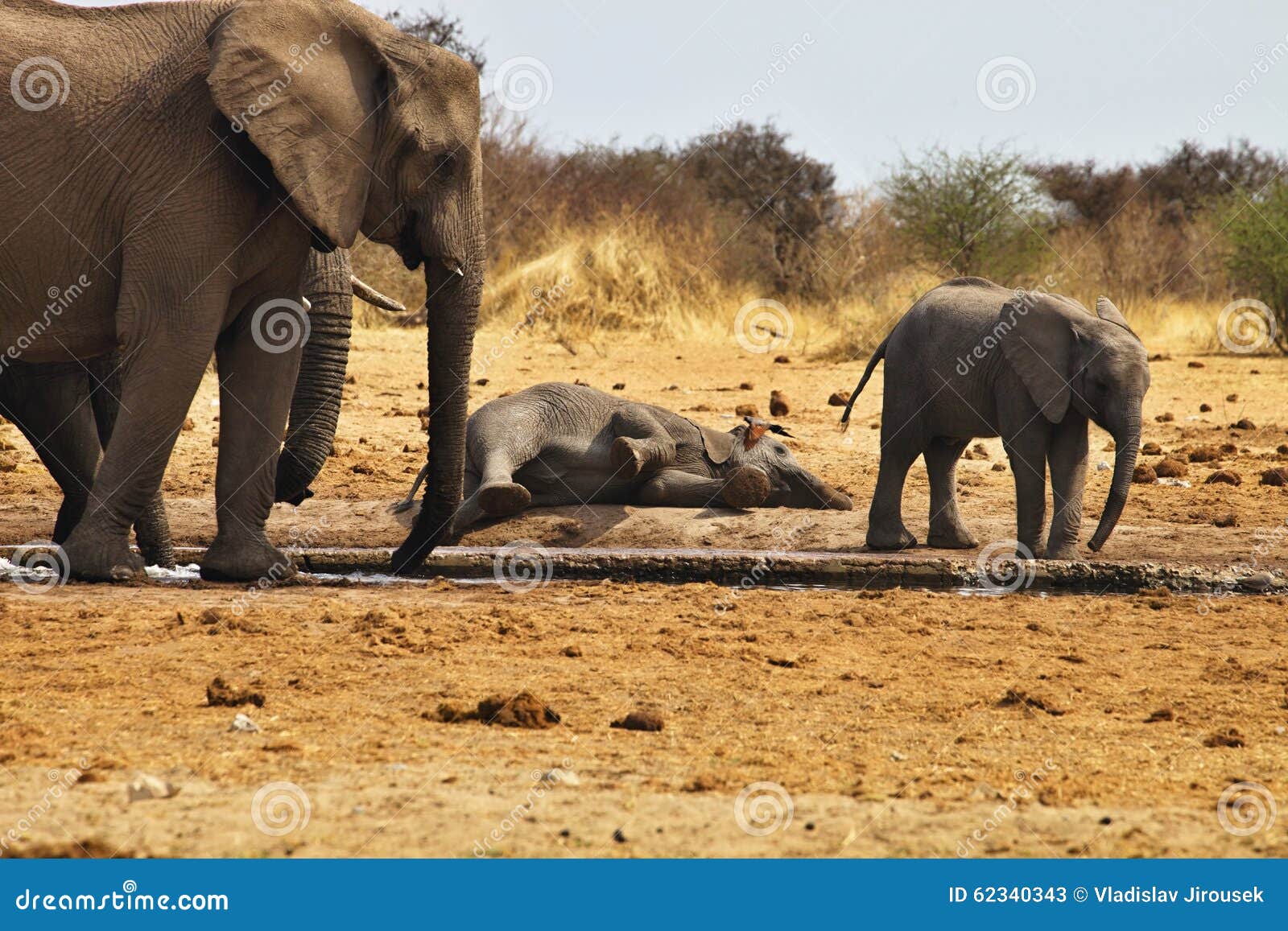 African Elephants Lying, Loxodon Africana, Etosha, Namibia Stock Image ...