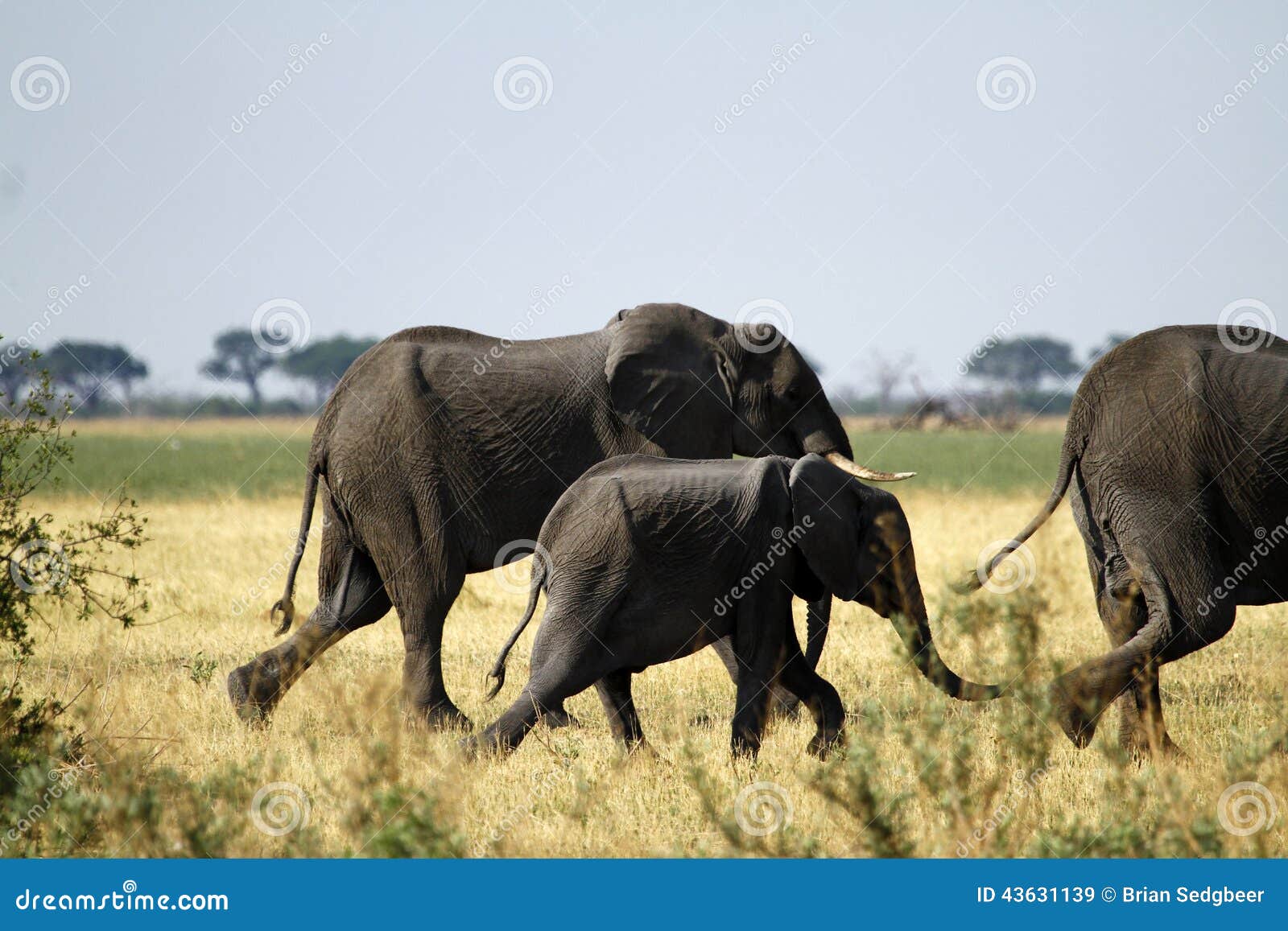 African Elephants Marching on the Plains Stock Image - Image of family ...