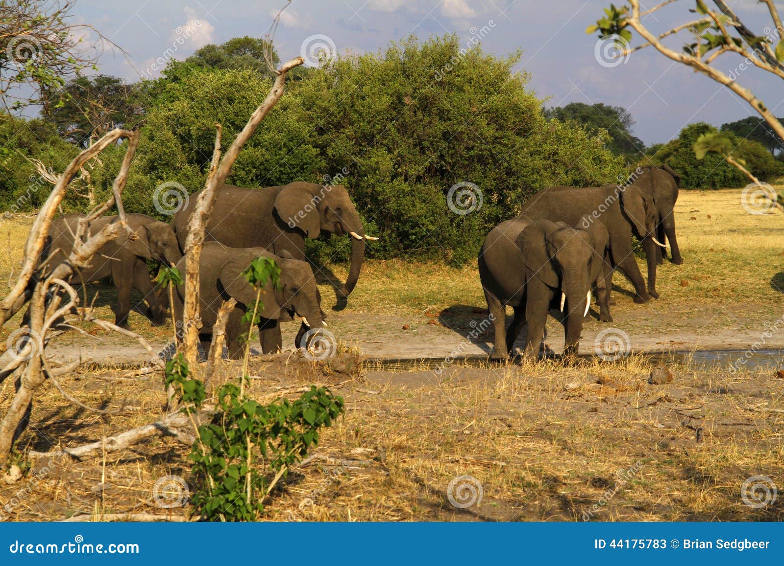 African Elephants Marching on the Plains Stock Image - Image of inlet ...
