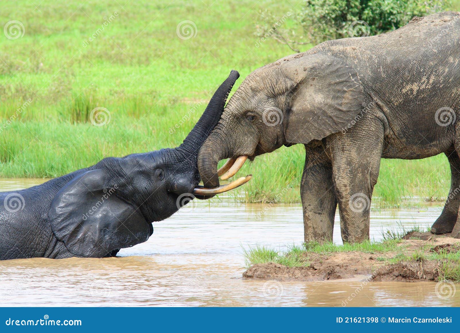 African Elephants in Mole National Park, Ghana Stock Photo - Image of ...