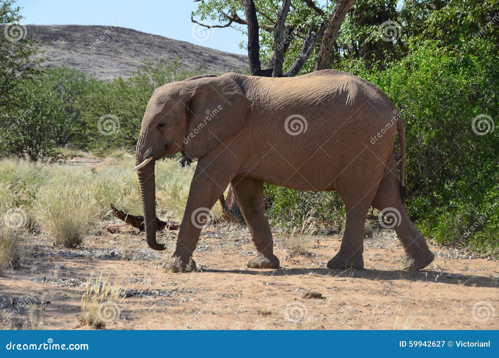 African elephants, Namibia stock image. Image of dust - 59942627