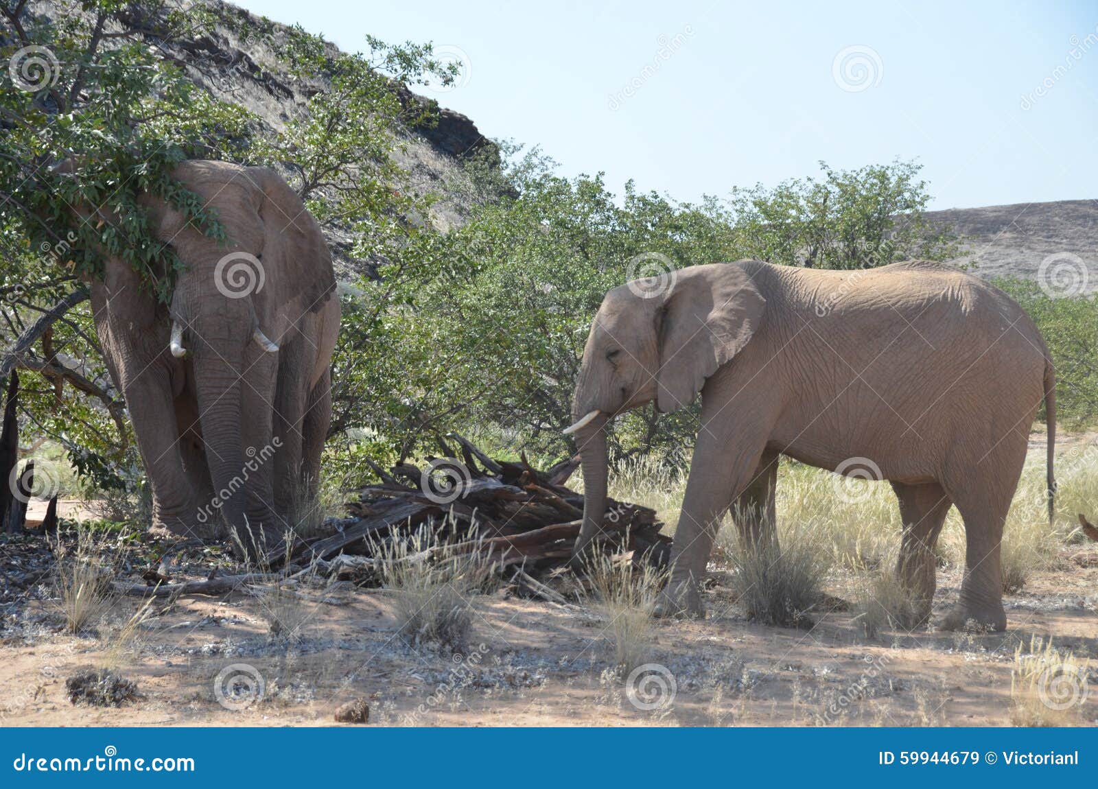 African elephants, Namibia stock image. Image of game - 59944679
