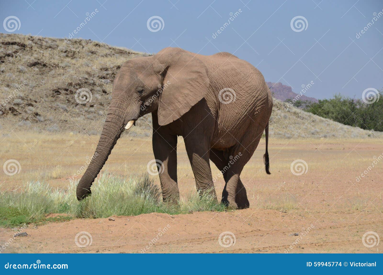 African elephants, Namibia stock photo. Image of closeup - 59945774