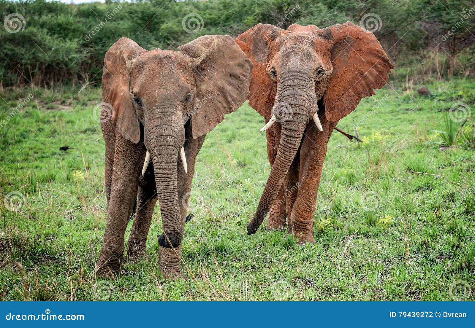 African Elephants in National Park, Uganda Stock Photo - Image of ...
