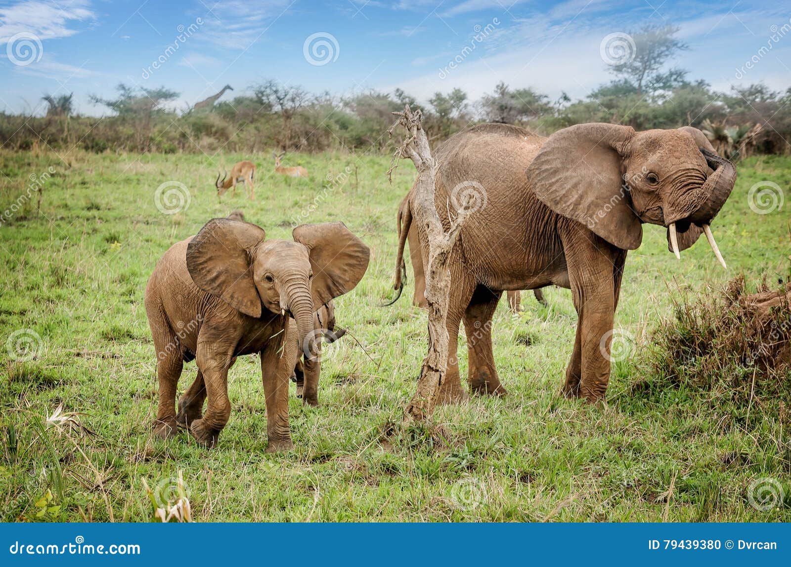African Elephants in National Park, Uganda Stock Photo - Image of ...