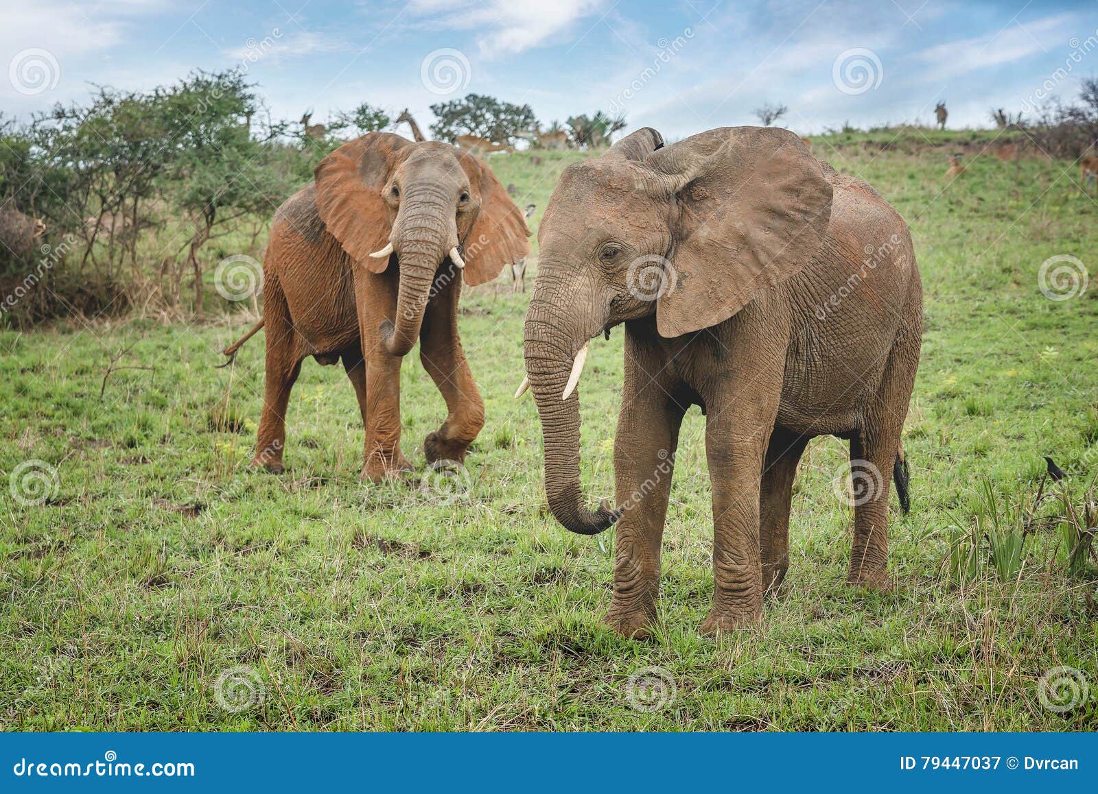 African Elephants in National Park, Uganda Stock Image - Image of ...