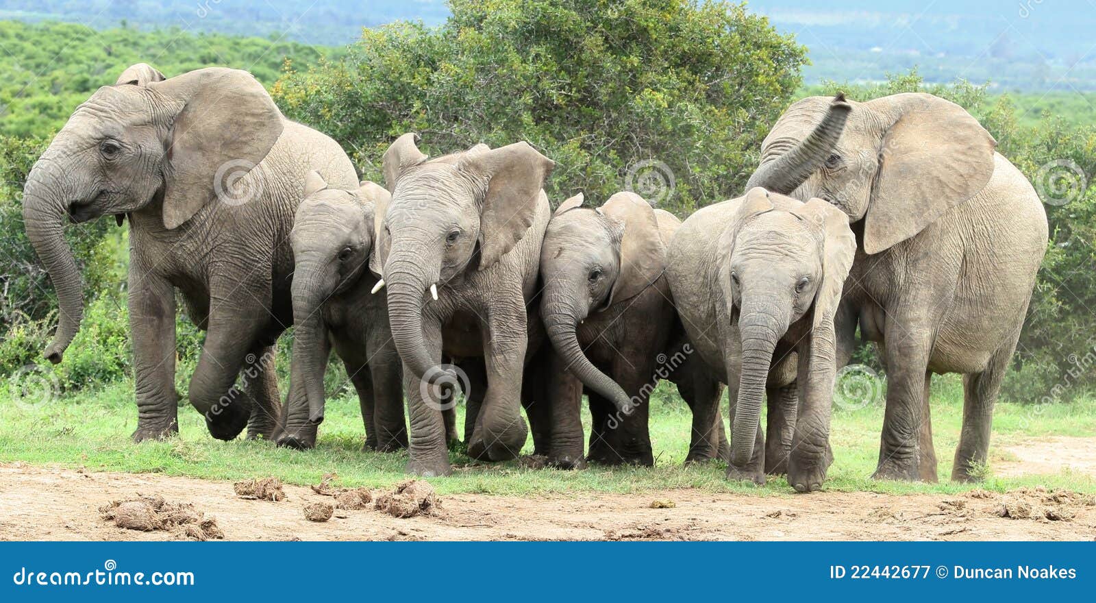 African Elephants Running stock image. Image of ears - 22442677