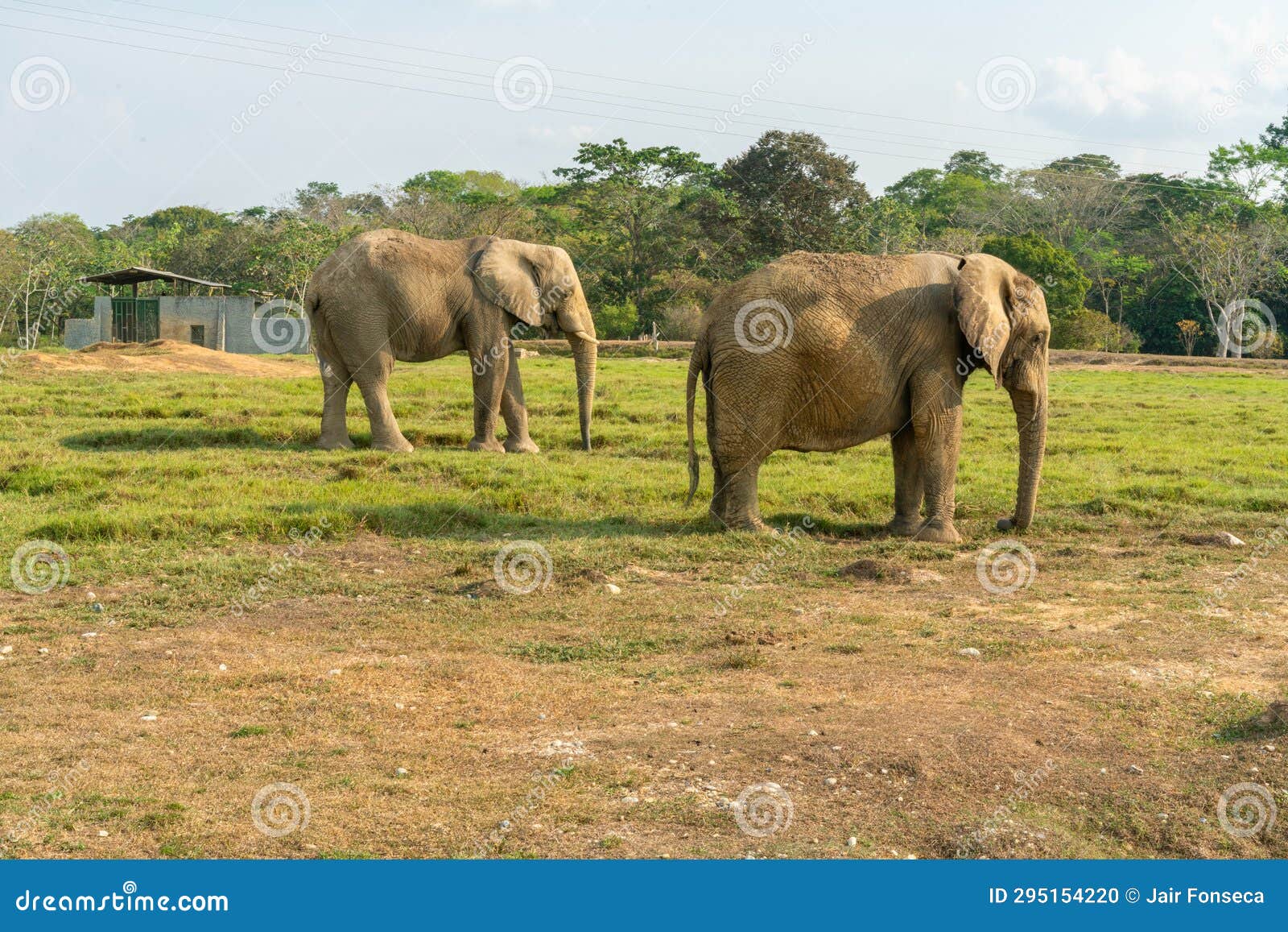 African Elephants in the Wild, Beautiful Landscape Stock Photo - Image ...