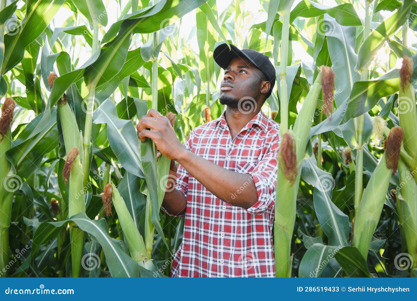 African Farmer Stand in the Corn Plantation Field Stock Image - Image of field, computer: 286519433