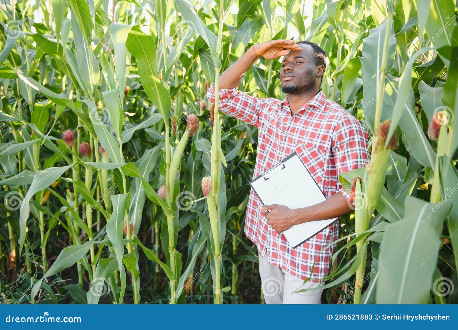 African Farmer Stand in the Corn Plantation Field Stock Image - Image ...