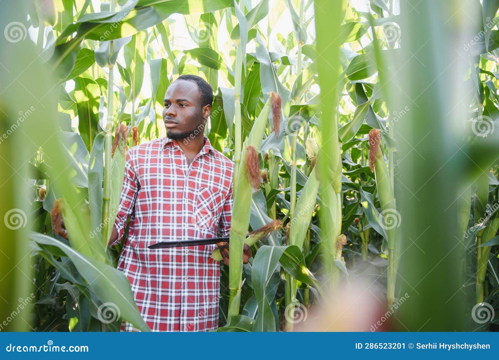 African Farmer Stand in the Corn Plantation Field Stock Image - Image of smiling, agricultural ...